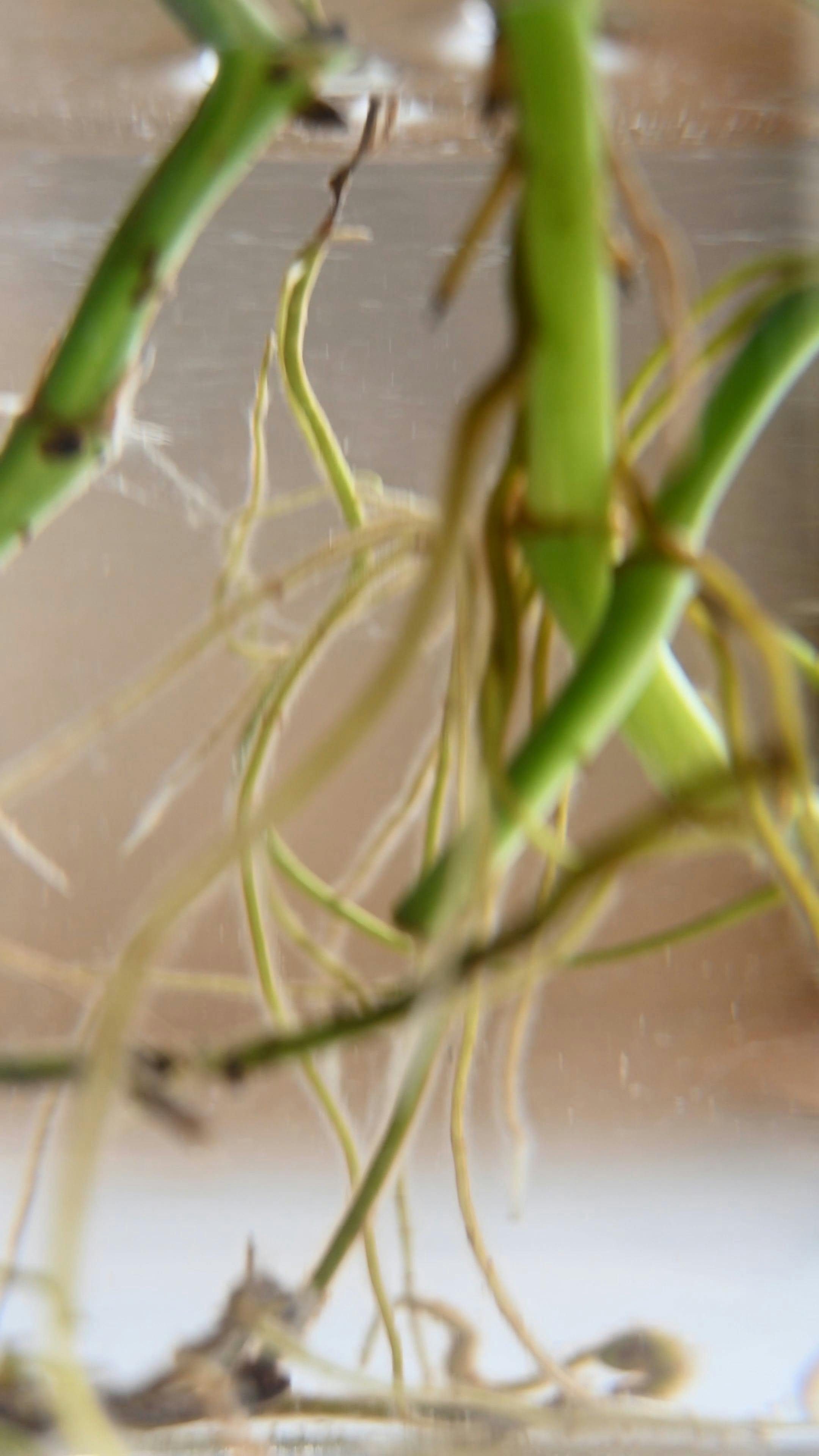 Root Growth Videos, Download The BEST Free 4k Stock Video Footage ...