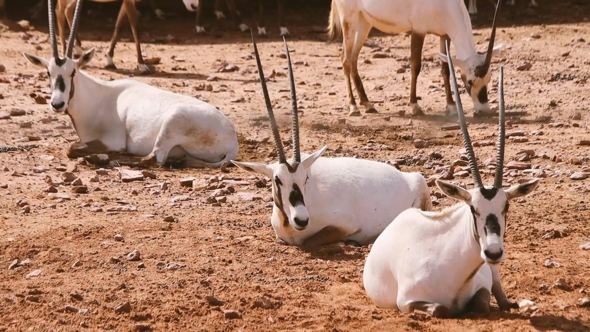 A Herd of Kongoni in the African Savanna Free Stock Video Footage ...