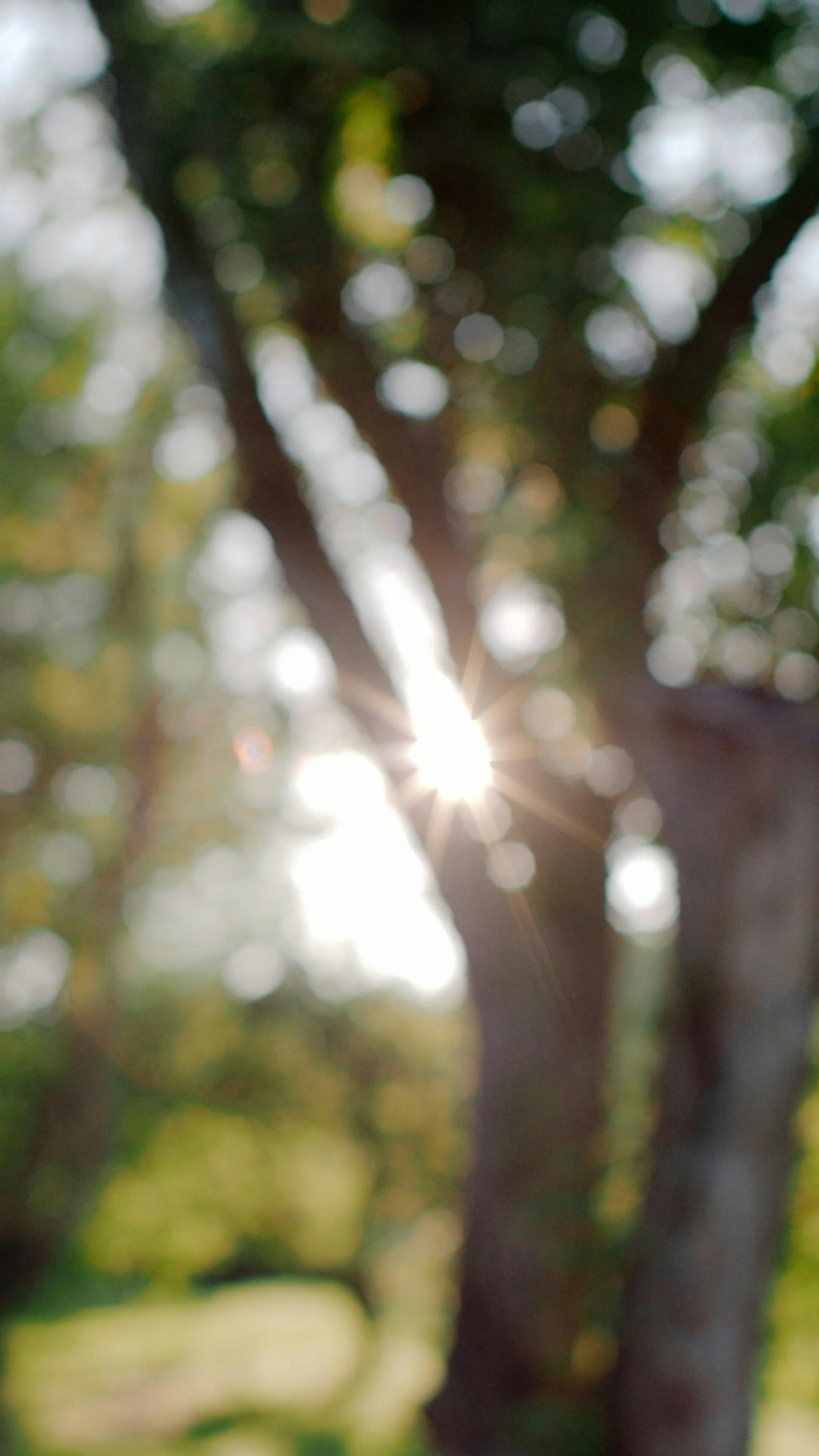 Unfocused Leaves Videos, Download The BEST Free 4k Stock Video Footage ...