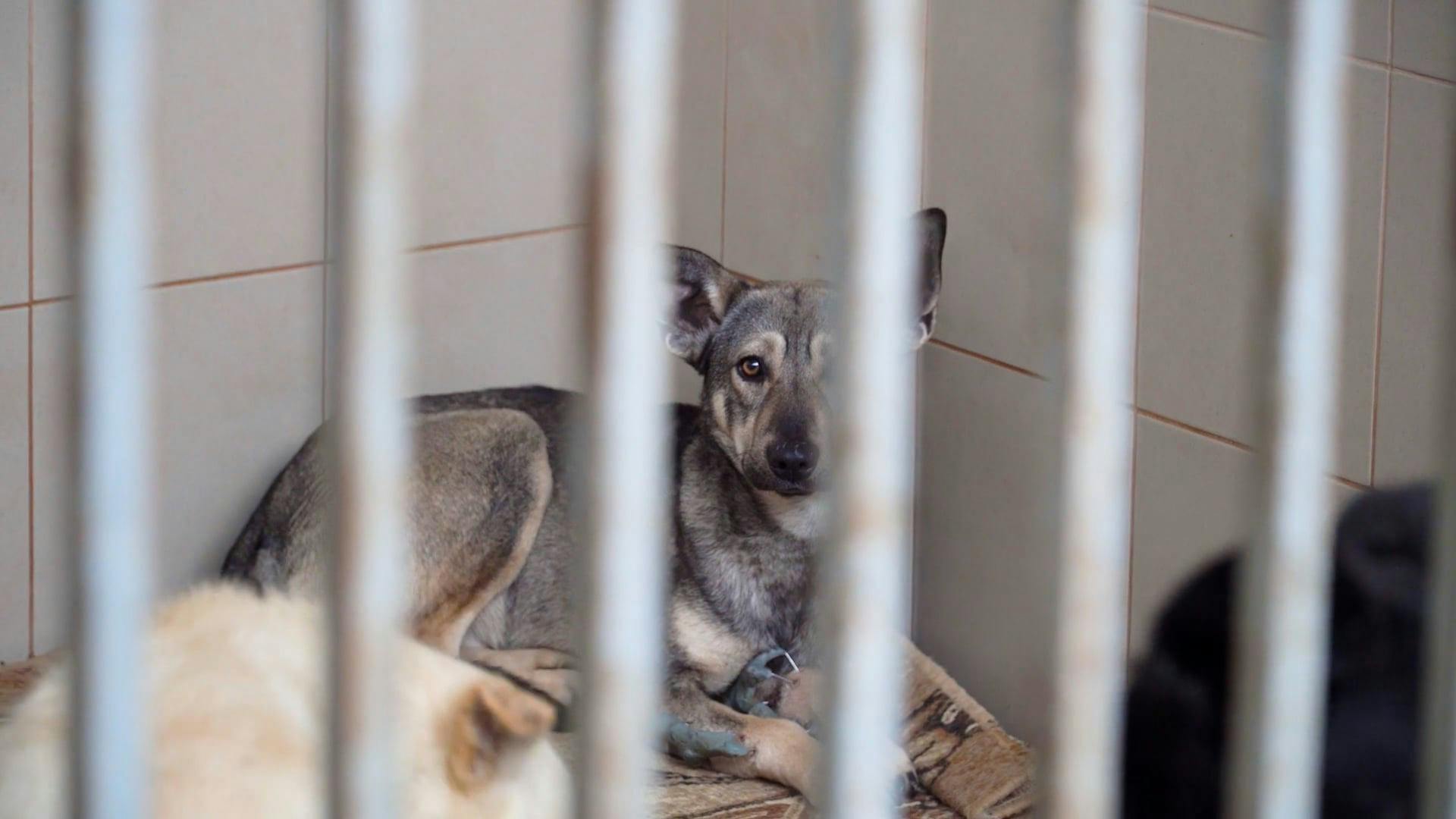 Pet Adoption Center Videos, Download The BEST Free 4k Stock Video ...