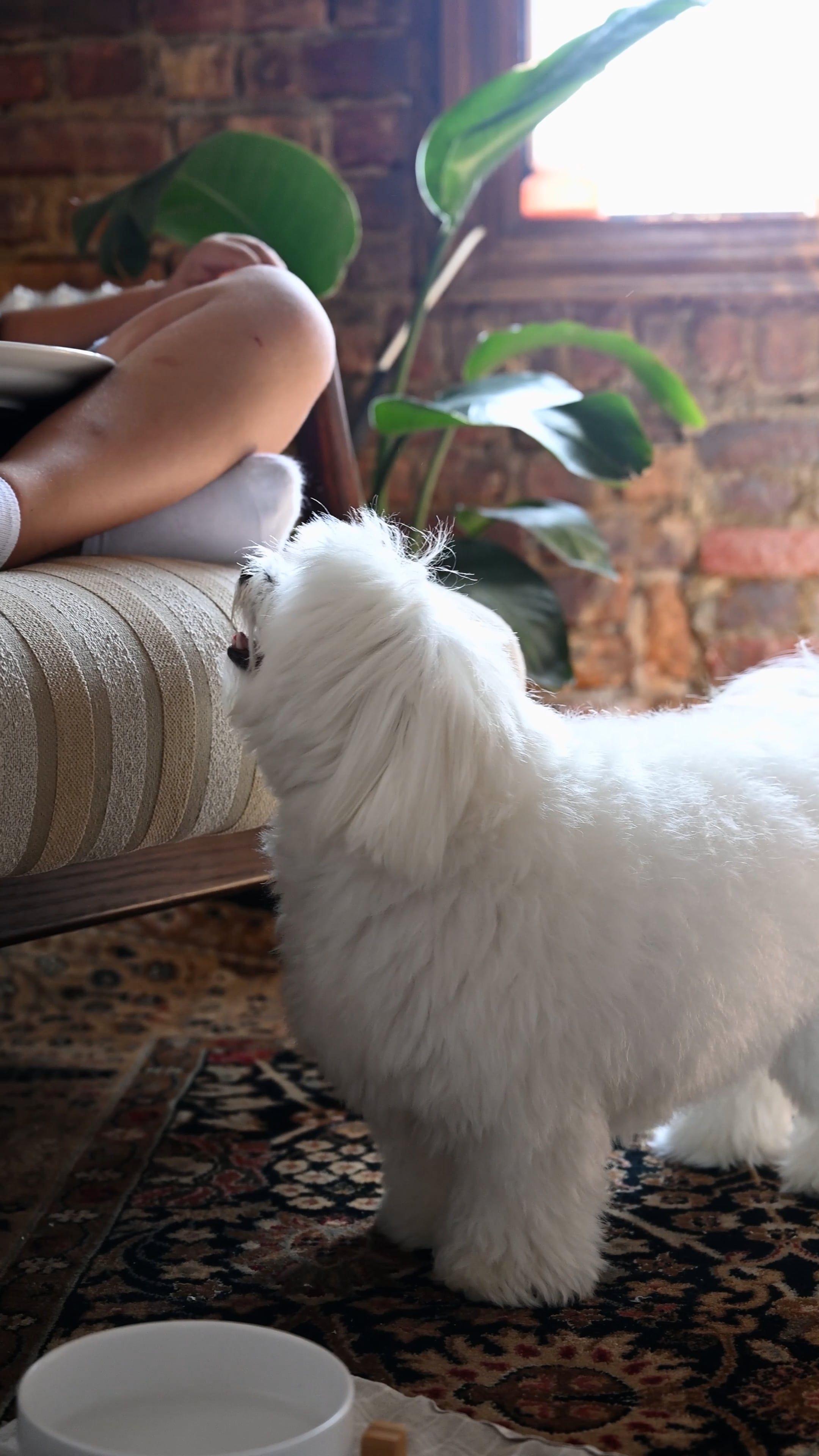 Dog Going Up on a Chair Free Stock Video Footage, Royalty-Free 4K & HD ...