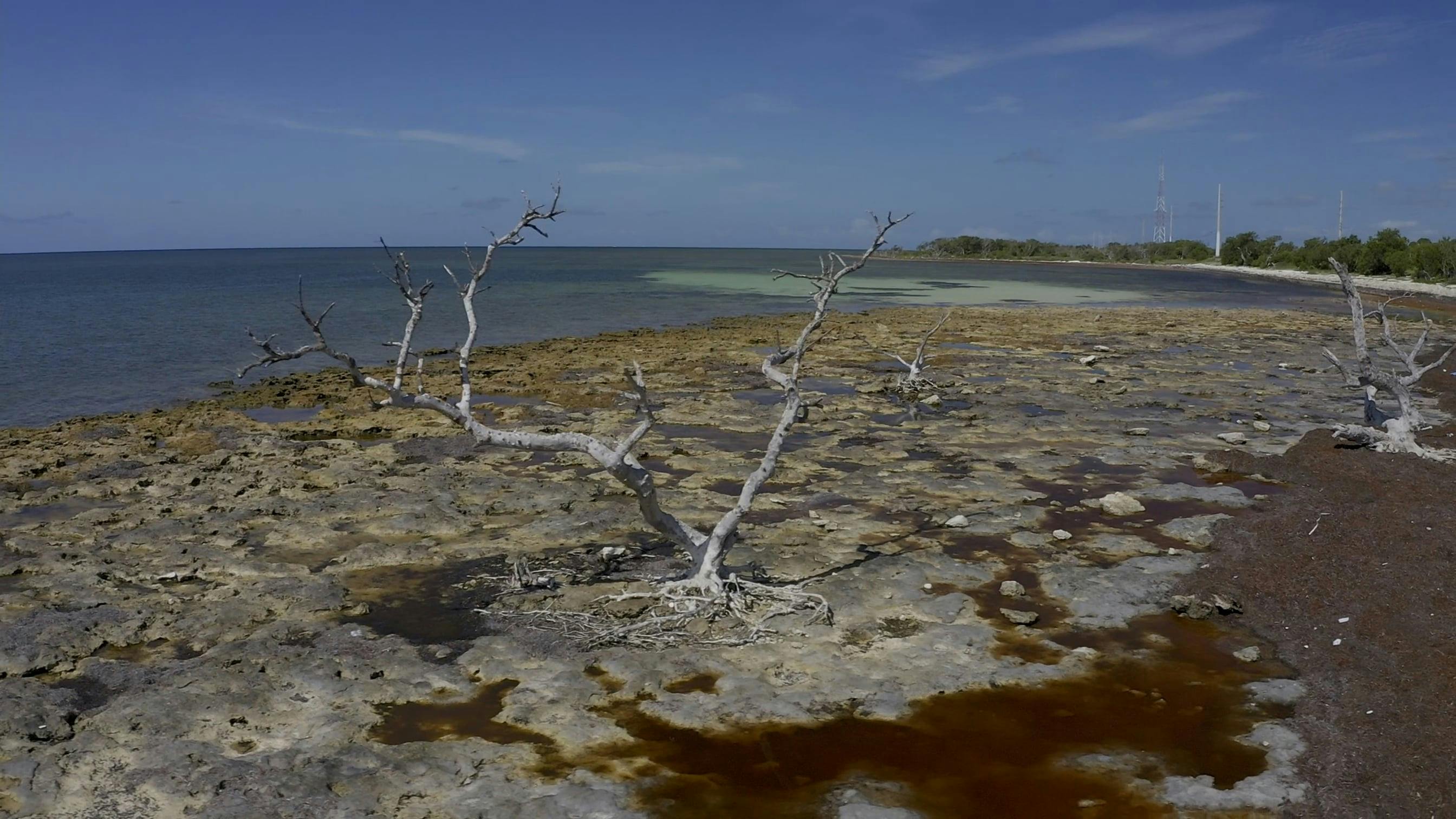 Dried Tree on a Dried Ocean Floor Free Stock Video Footage, Royalty ...