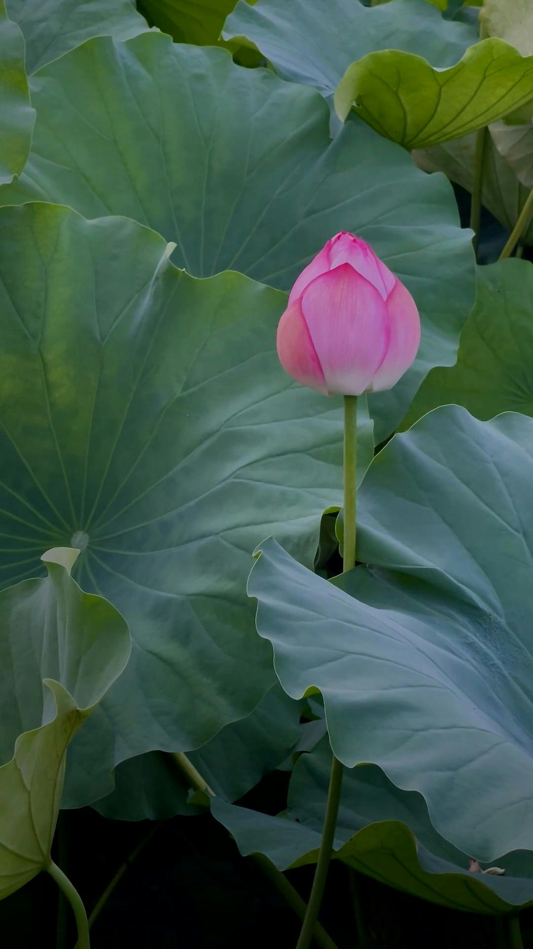 Lotus Dancing in The Wind Free Stock Video Footage, Royalty-Free 4K ...