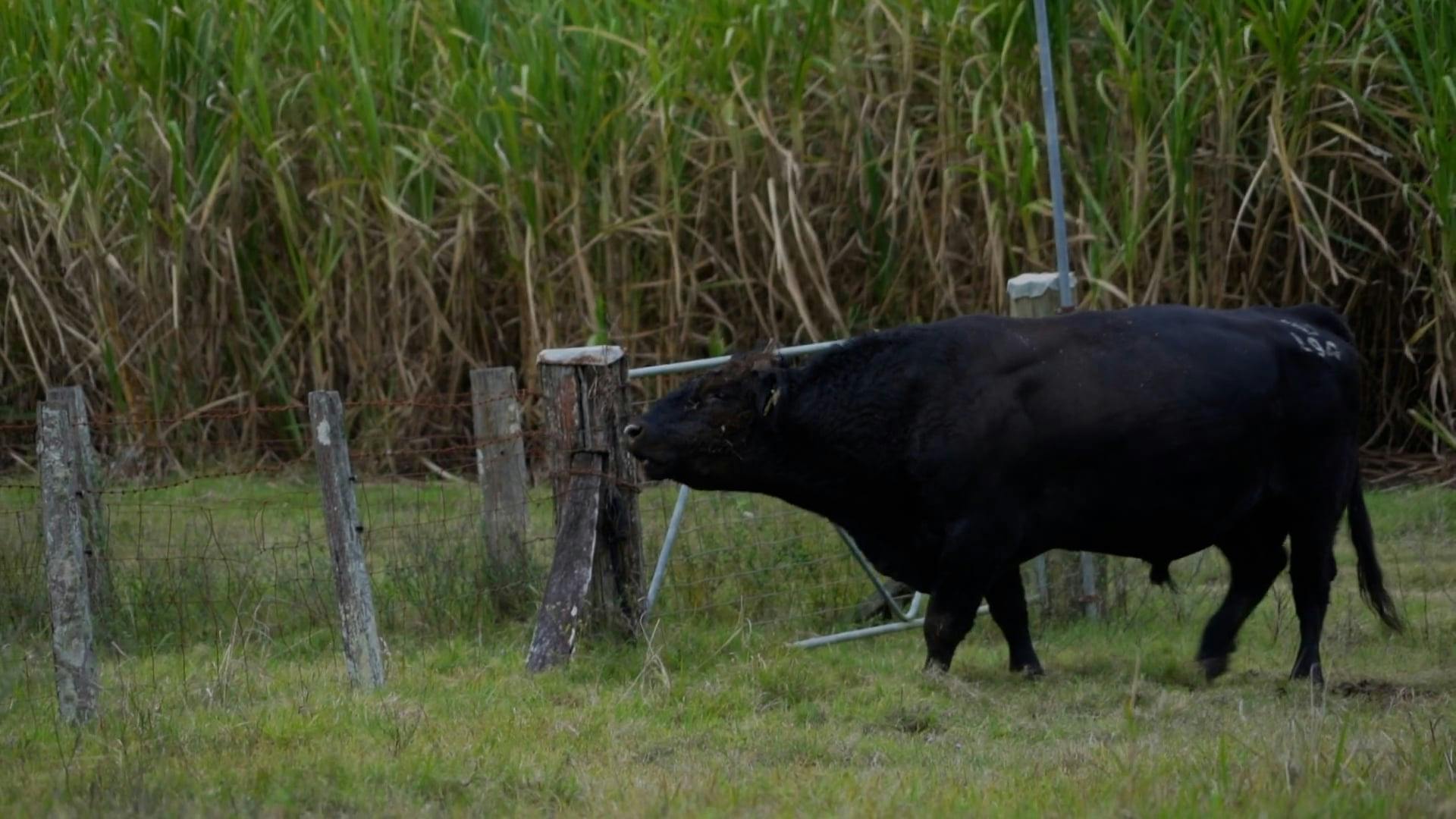 A Black Bull Bellowing by a Fence Free Stock Video Footage, Royalty ...