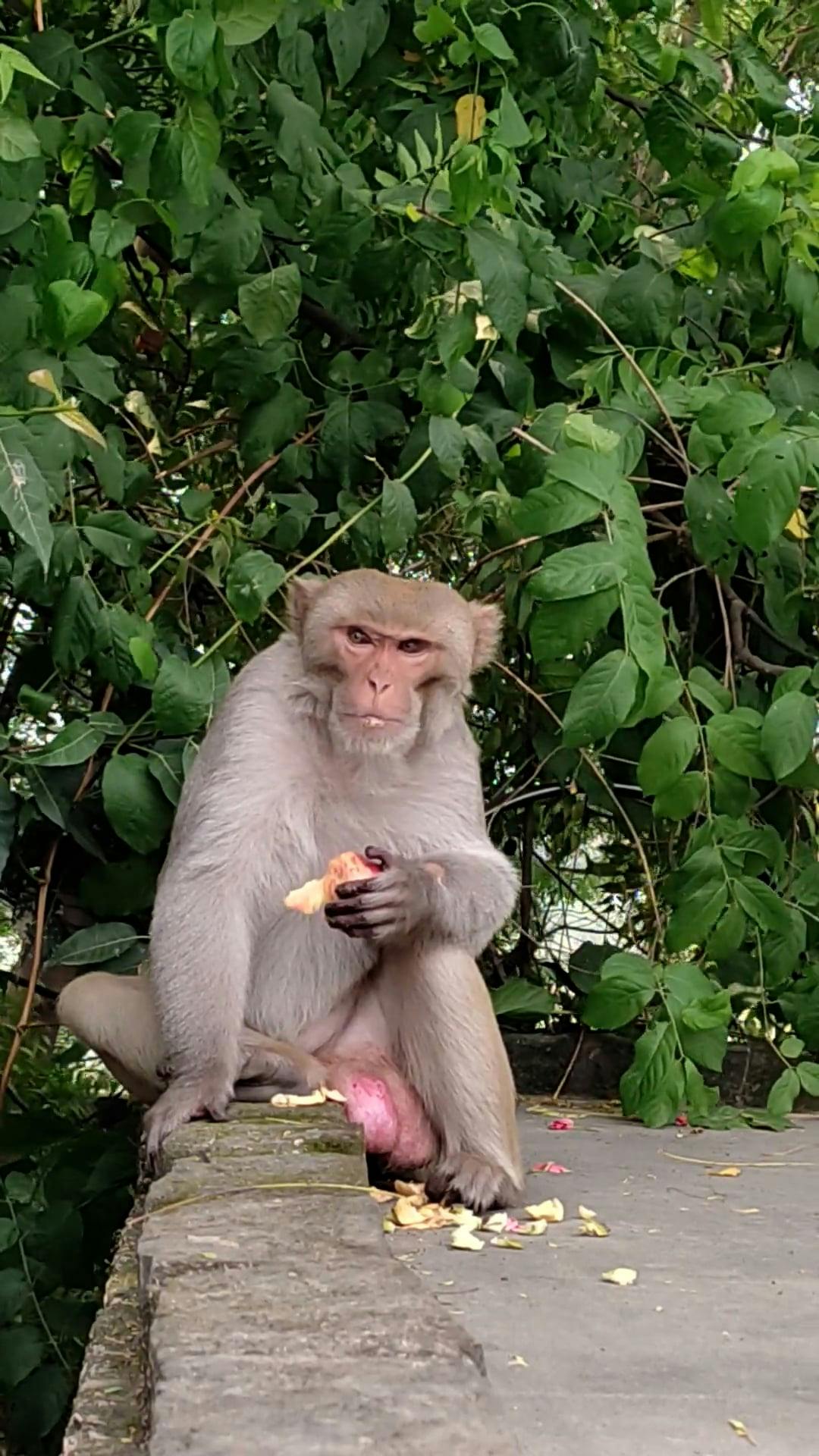 Video of Monkey Eating Free Stock Video Footage, Royalty-Free 4K & HD ...