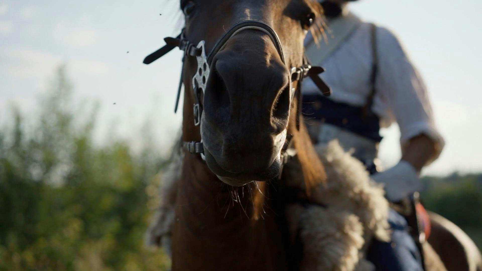 People Riding a Horse Free Stock Video Footage, Royalty-Free 4K & HD ...