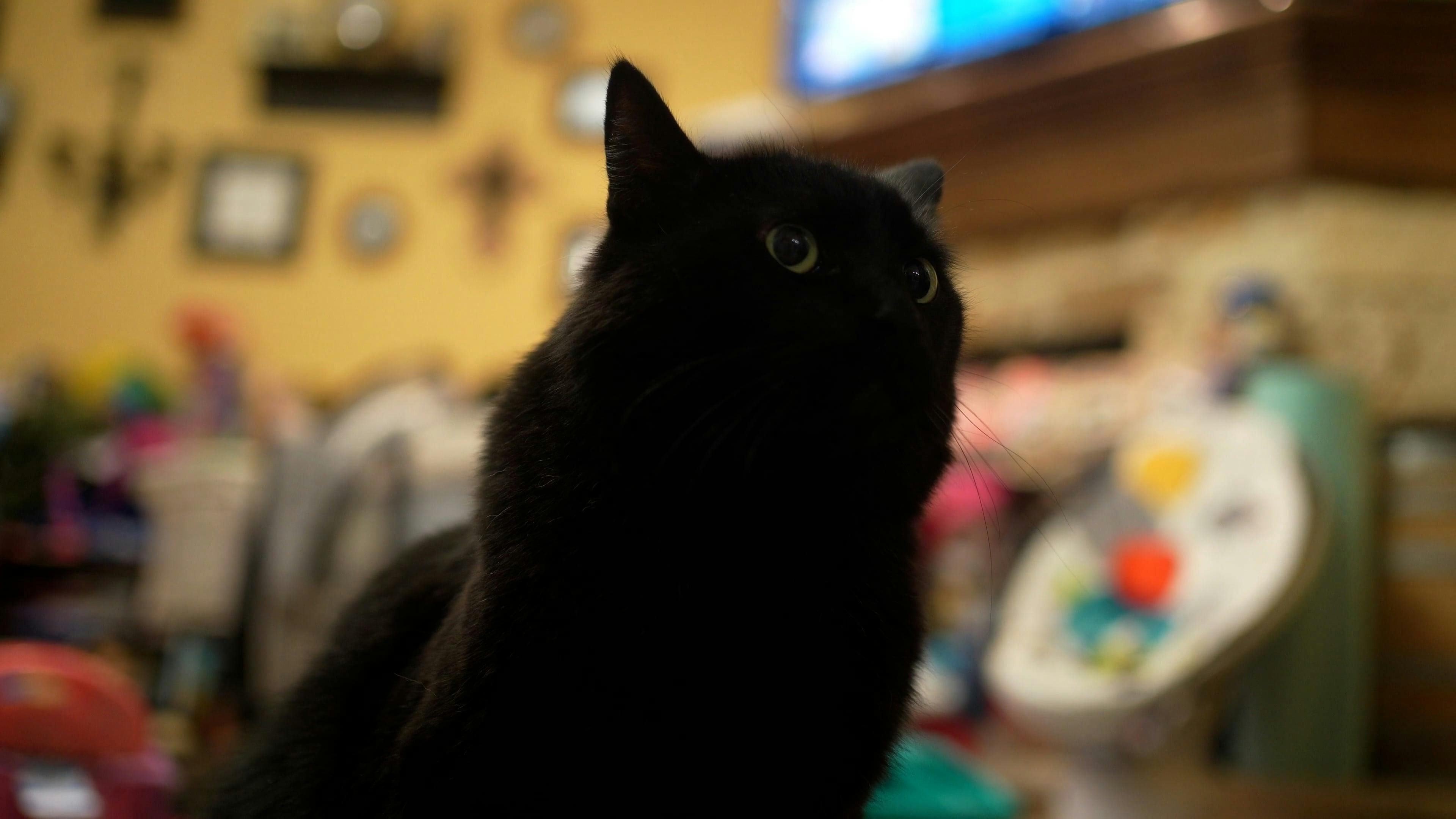 Cat Looking Around Free Stock Video Footage, Royalty-Free 4K & HD Video ...