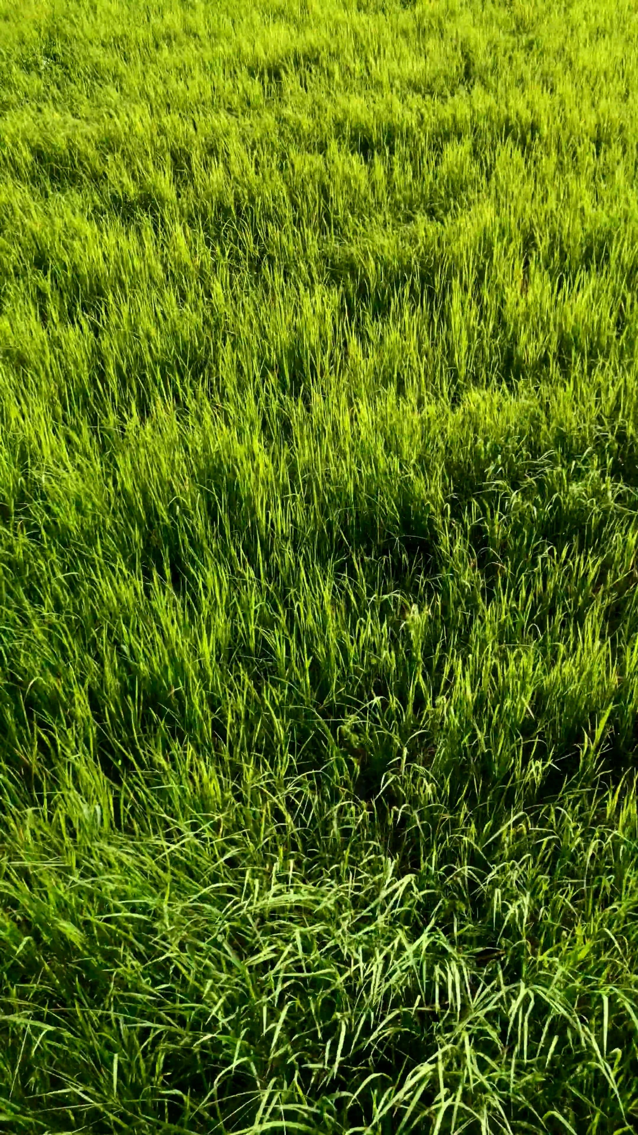 Wind Striking the Grass Free Stock Video Footage, Royalty-Free 4K & HD ...