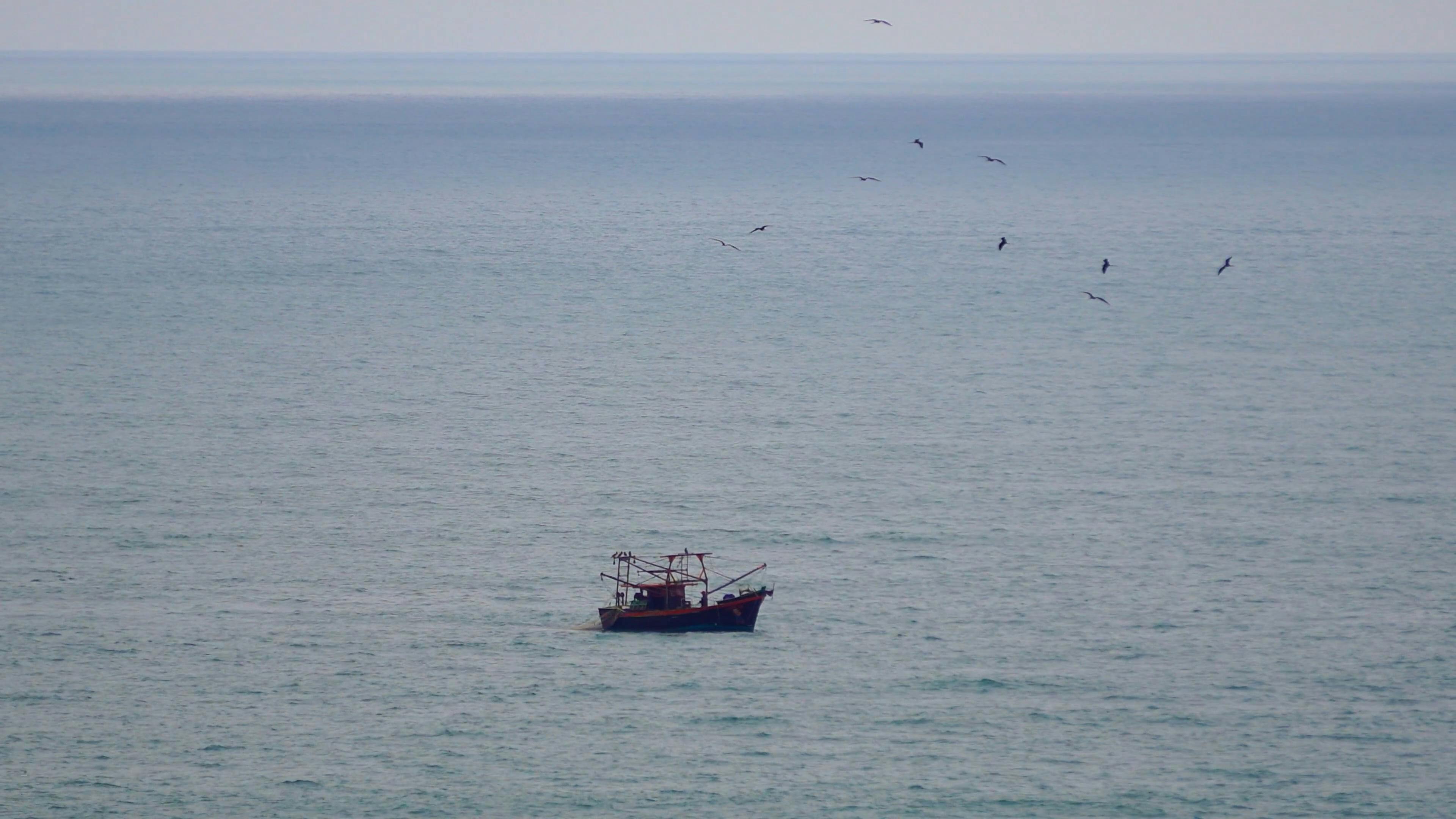 Birds Flying Free Free Stock Video Footage, Royalty-Free 4K & HD Video Clip