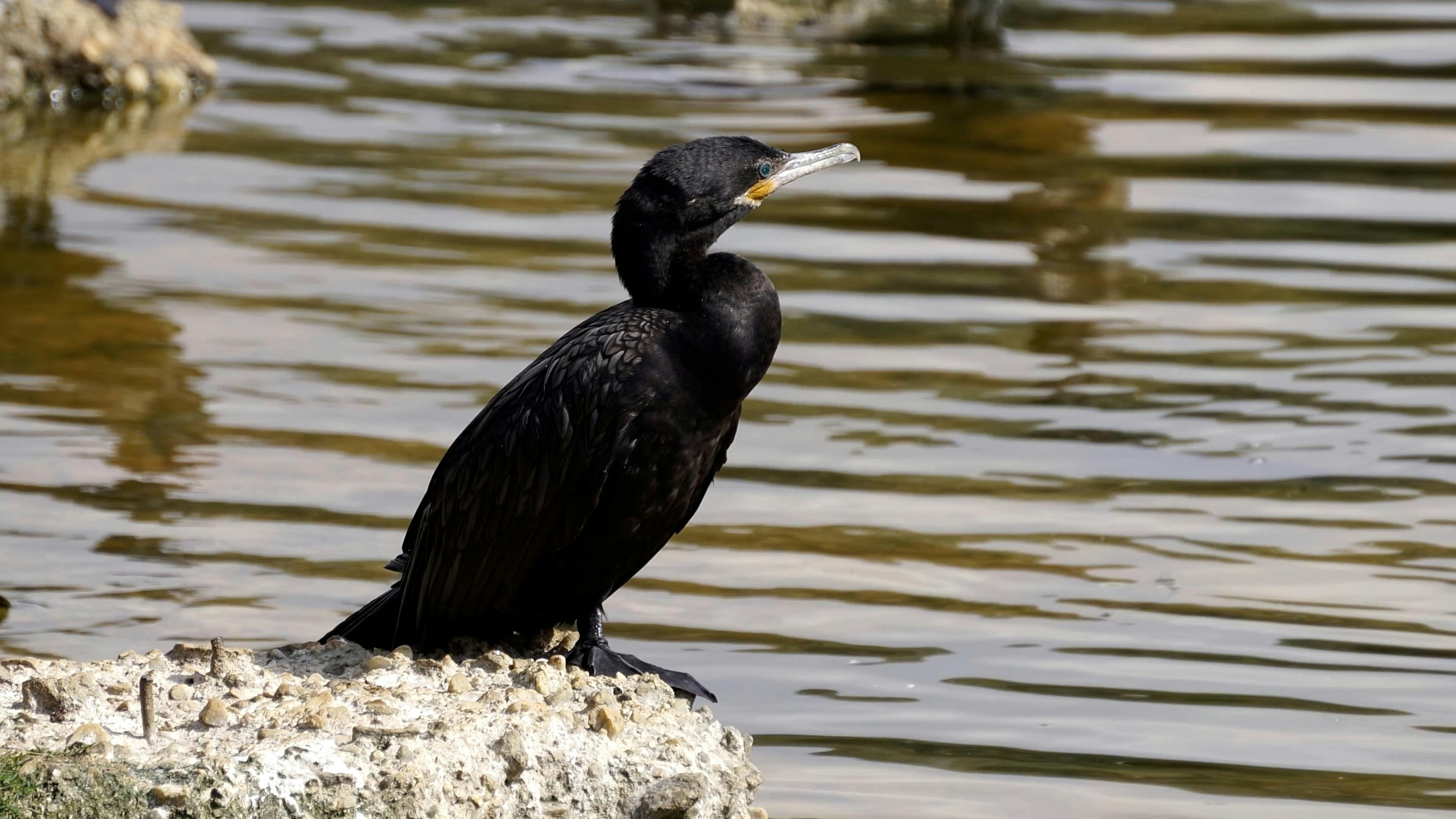 Little Bird Chirping Free Stock Video Footage, Royalty-Free 4K & HD ...