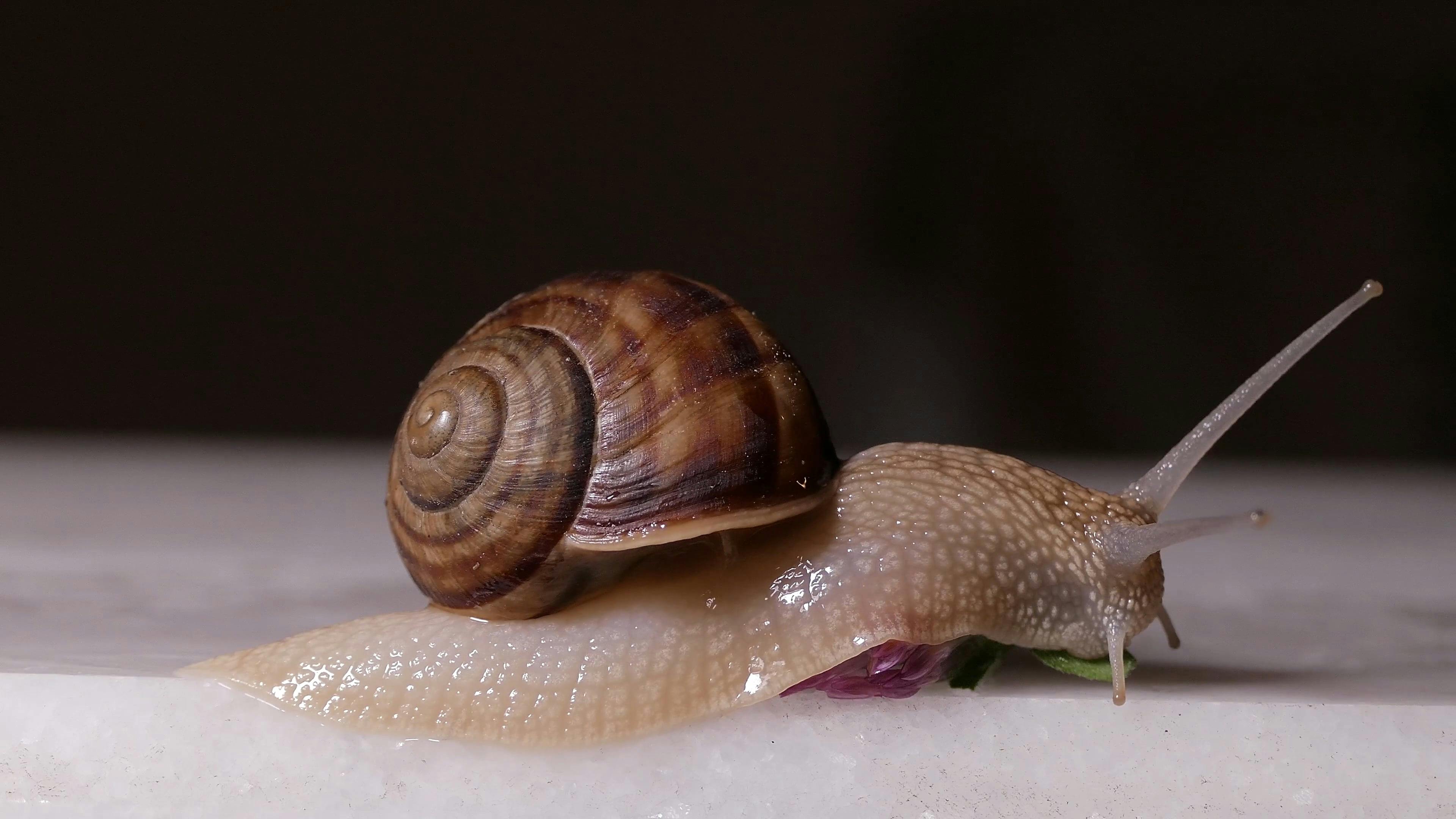 Close Up Video Of A Snail · Free Stock Video
