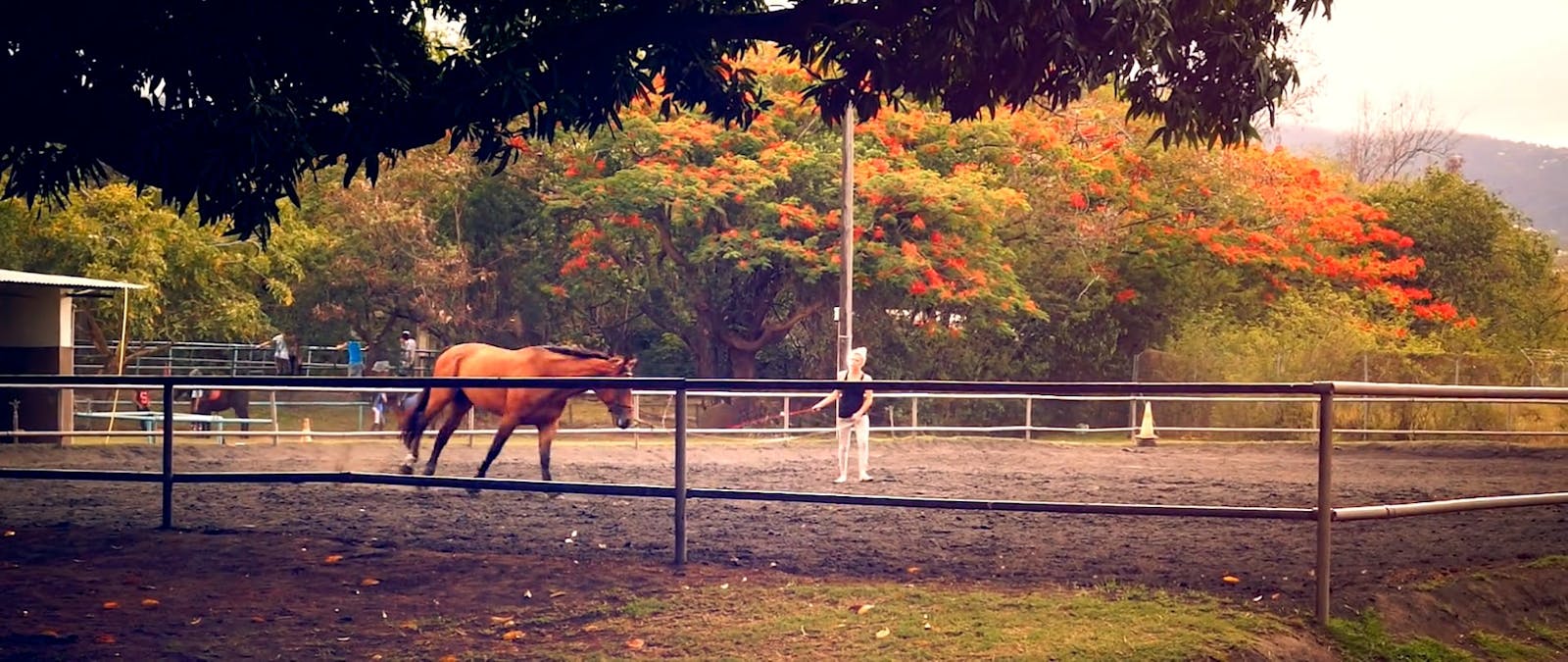 Horse Running Videos, Download The BEST Free 4k Stock Video Footage ...