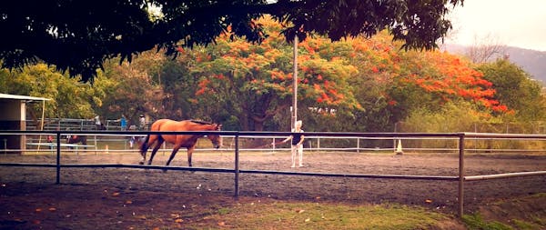 Running Horse Videos, Download The BEST Free 4k Stock Video Footage ...