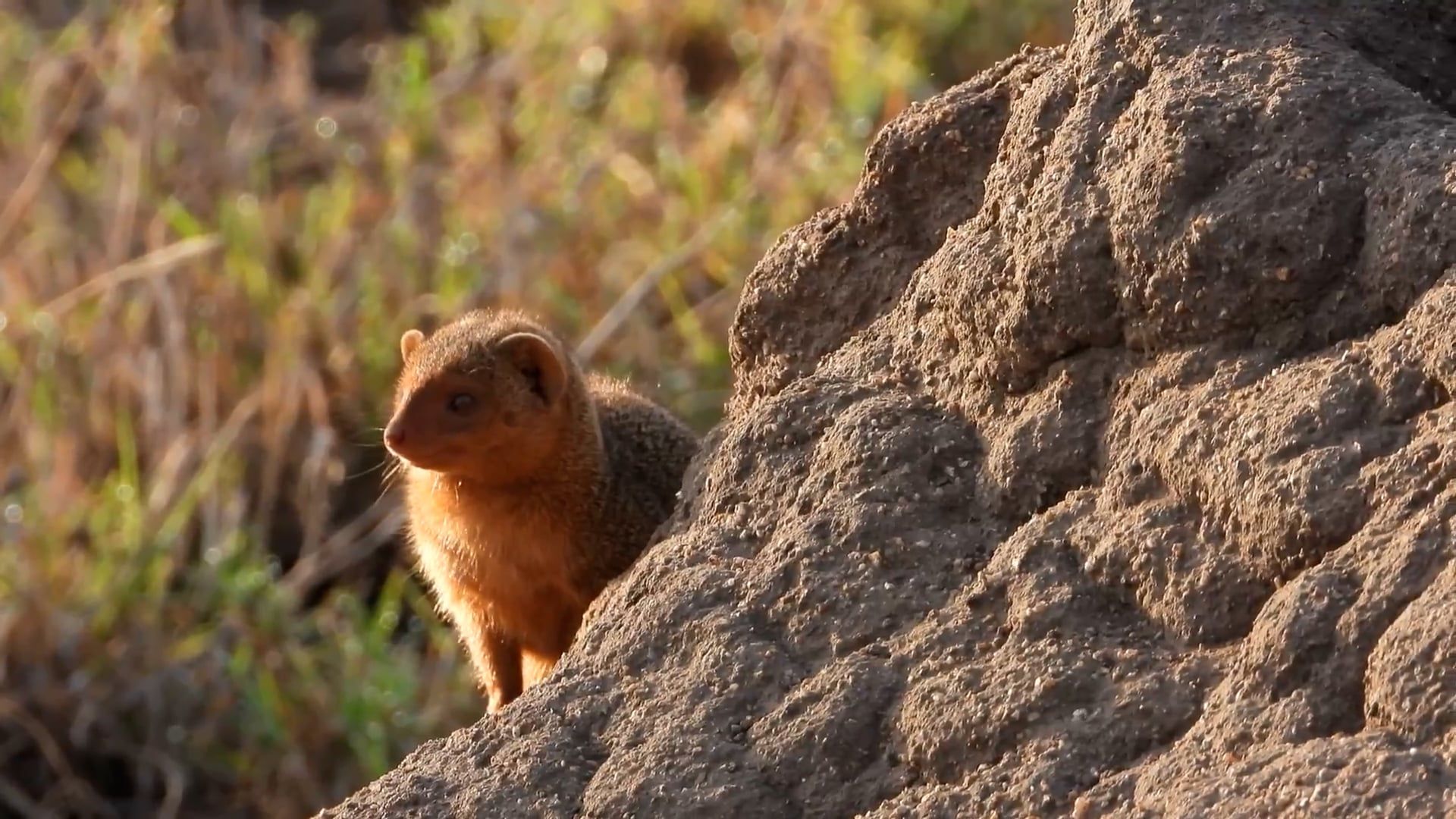 A small brown animal is standing on top of a rock Free Stock Video ...