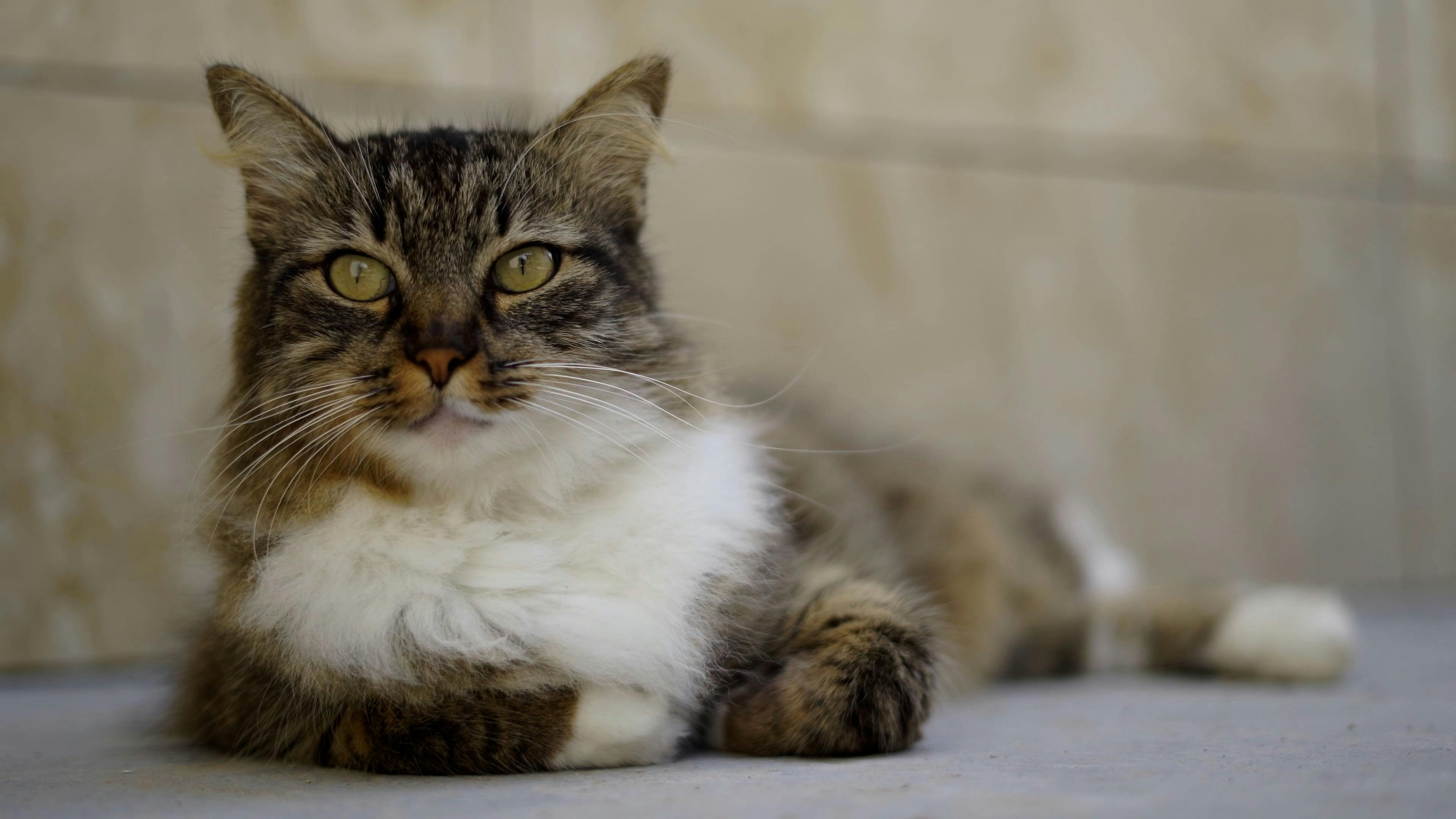 Cute Cat · Free Stock Video