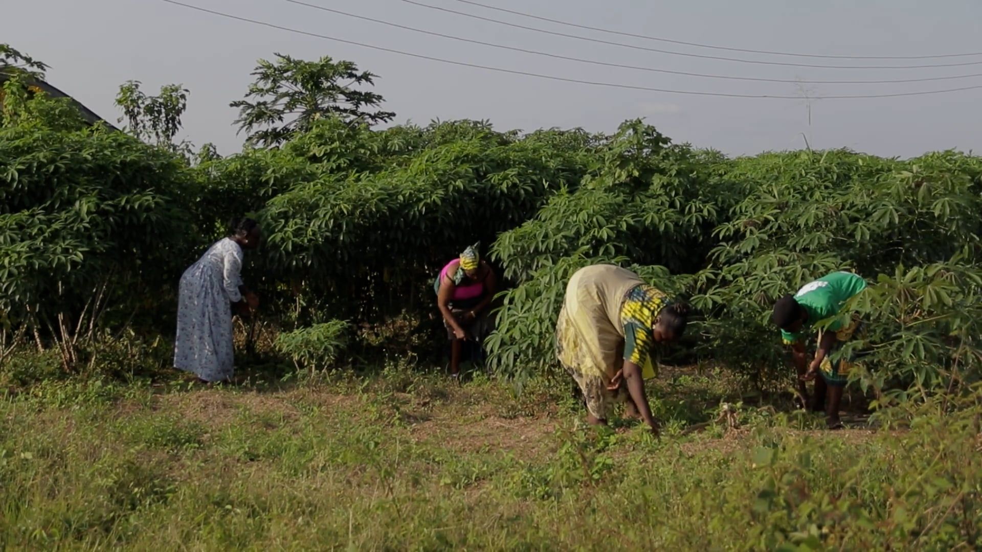 Women are working in the field with their hands Free Stock Video ...