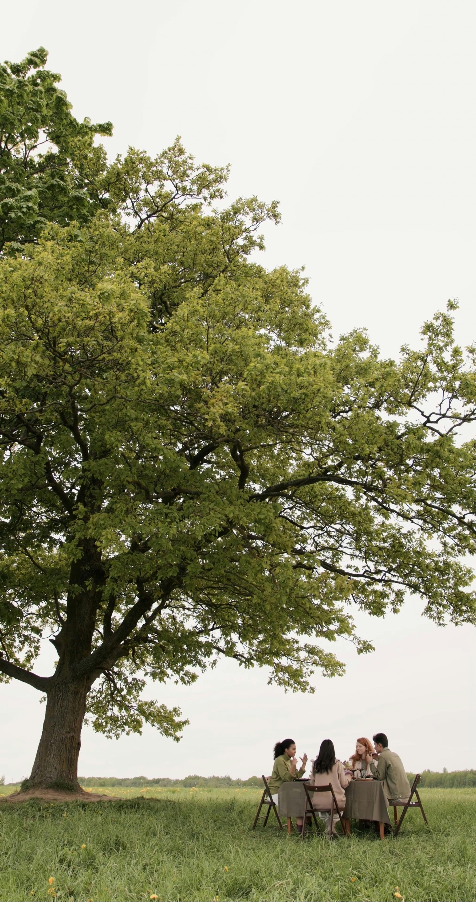 Oak Tree Videos, Download The BEST Free 4k Stock Video Footage & Oak ...