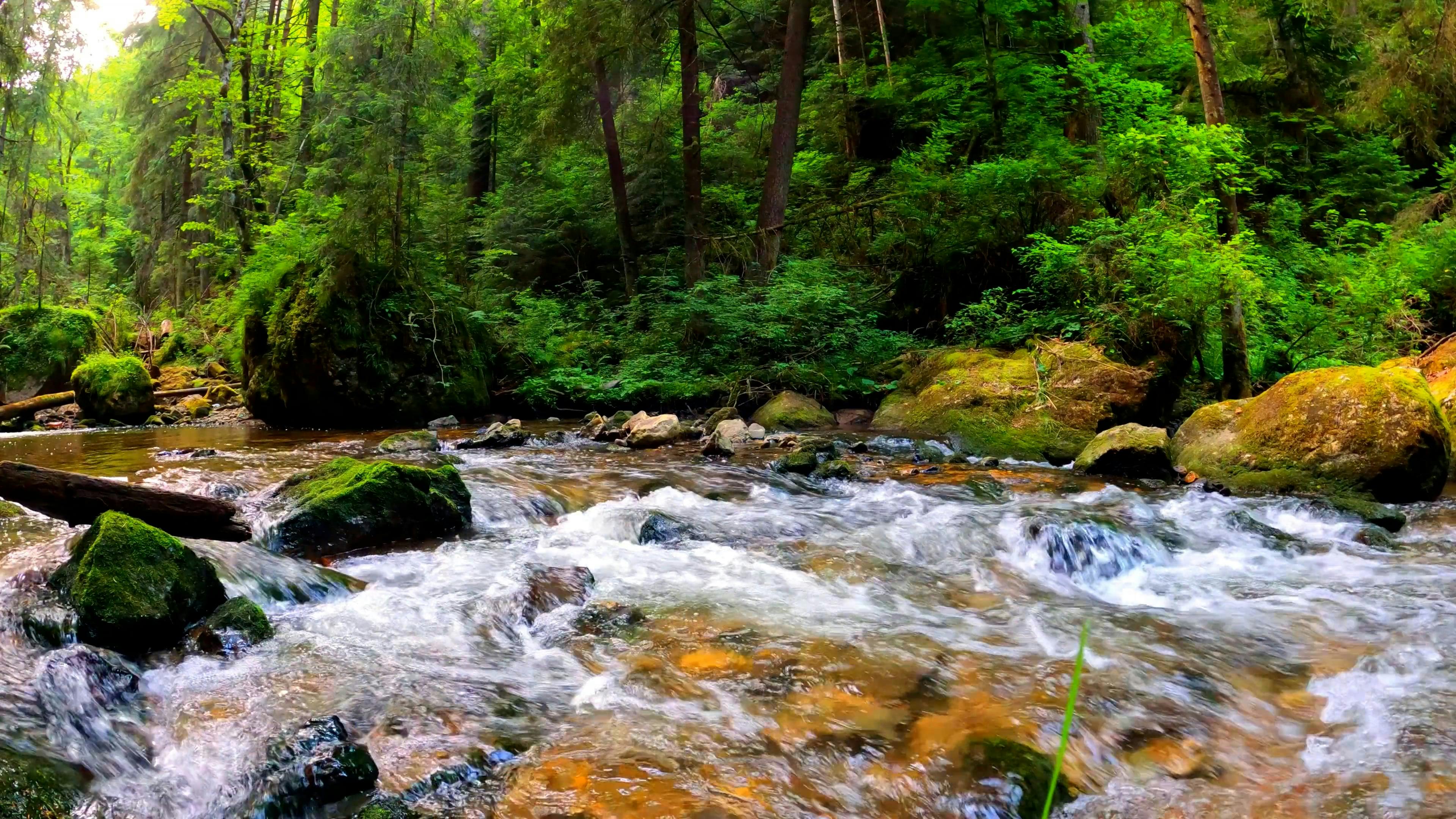 Vidéo gratuite de bois, botanique, cadre naturel, cailloux, calme ...