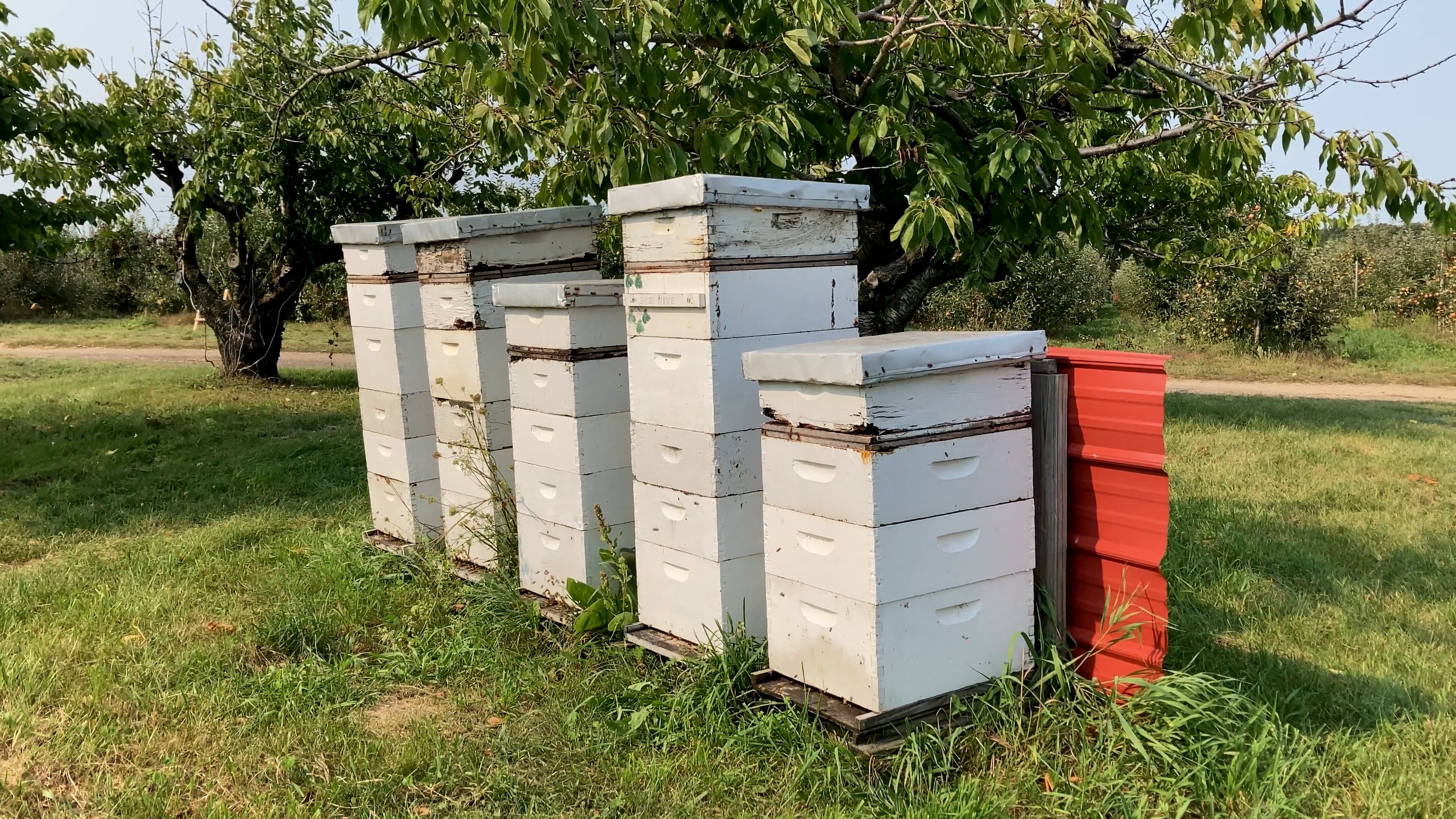 Vidéo gratuite de abeille, abeille ouvrière, agriculture, apiculteur ...