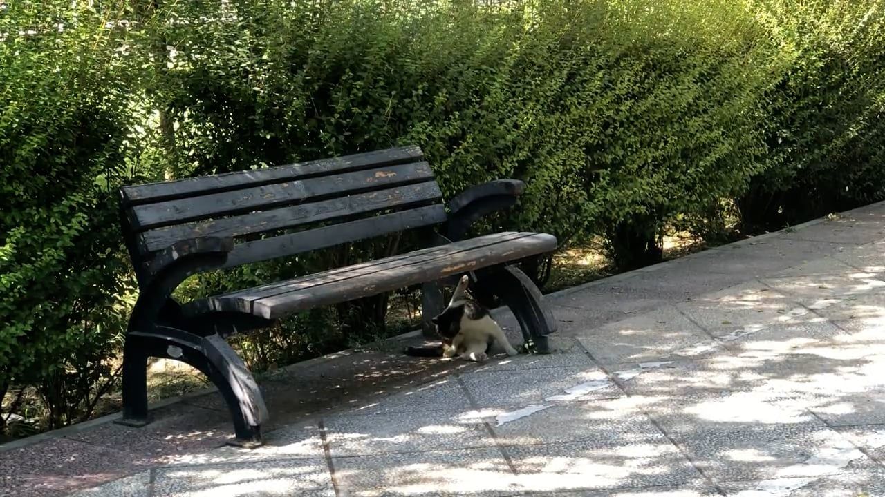 Feral cat grooming under park bench Free Stock Video Footage, Royalty ...