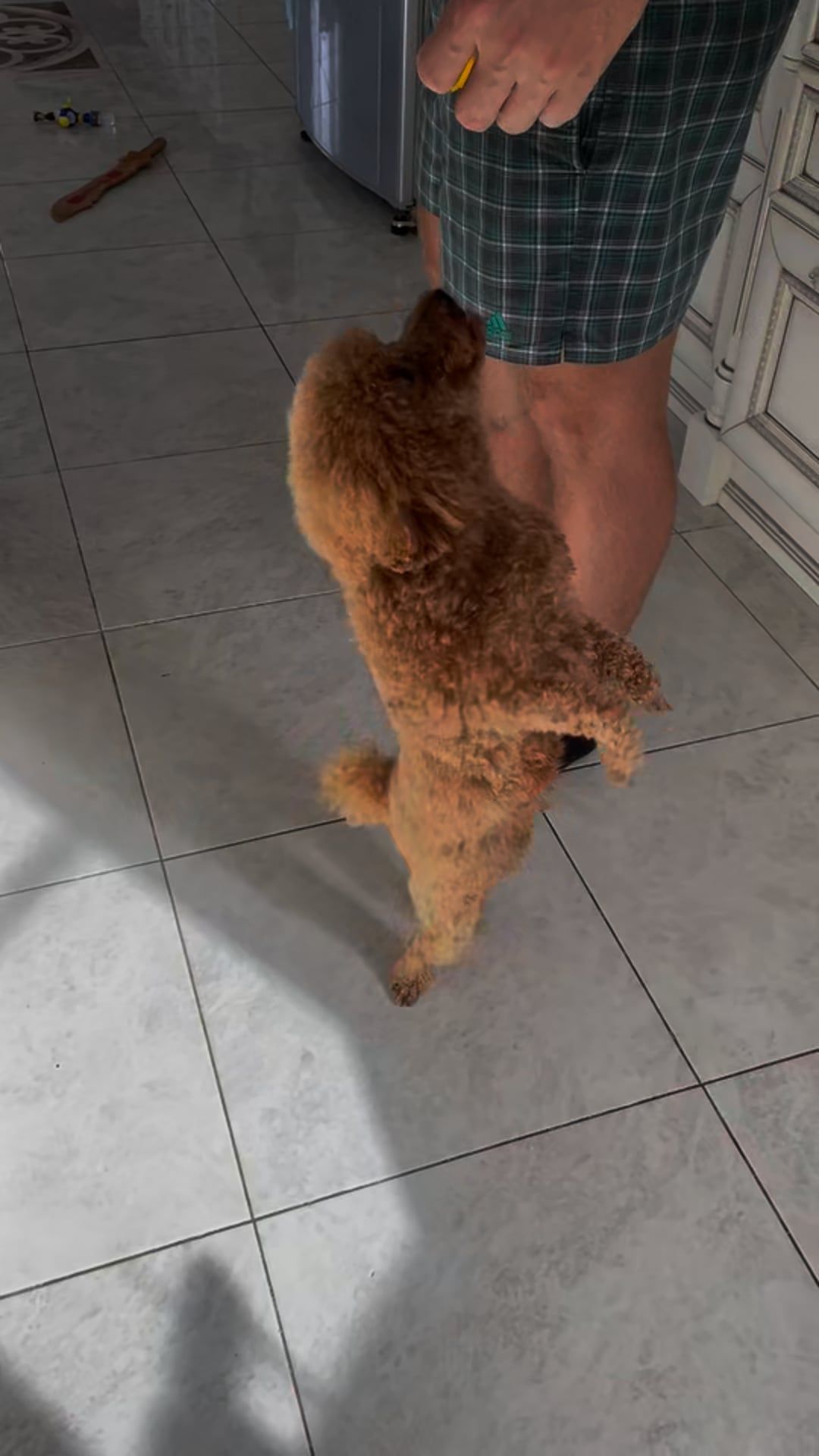 Dancing Dog Meme Videos, Download The BEST Free 4k Stock Video Footage ...