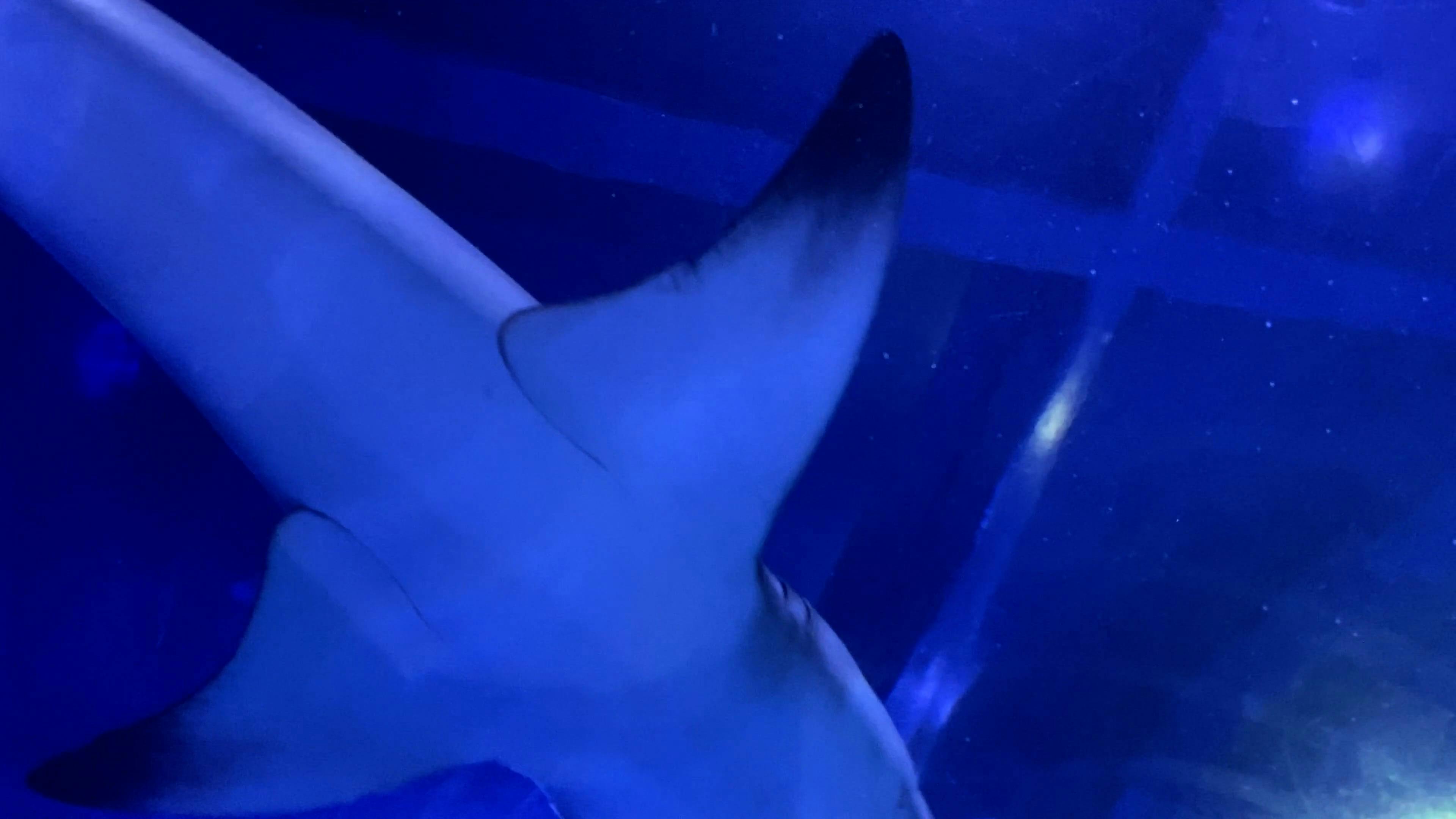 Camera following shark in aquarium Free Stock Video Footage, Royalty ...