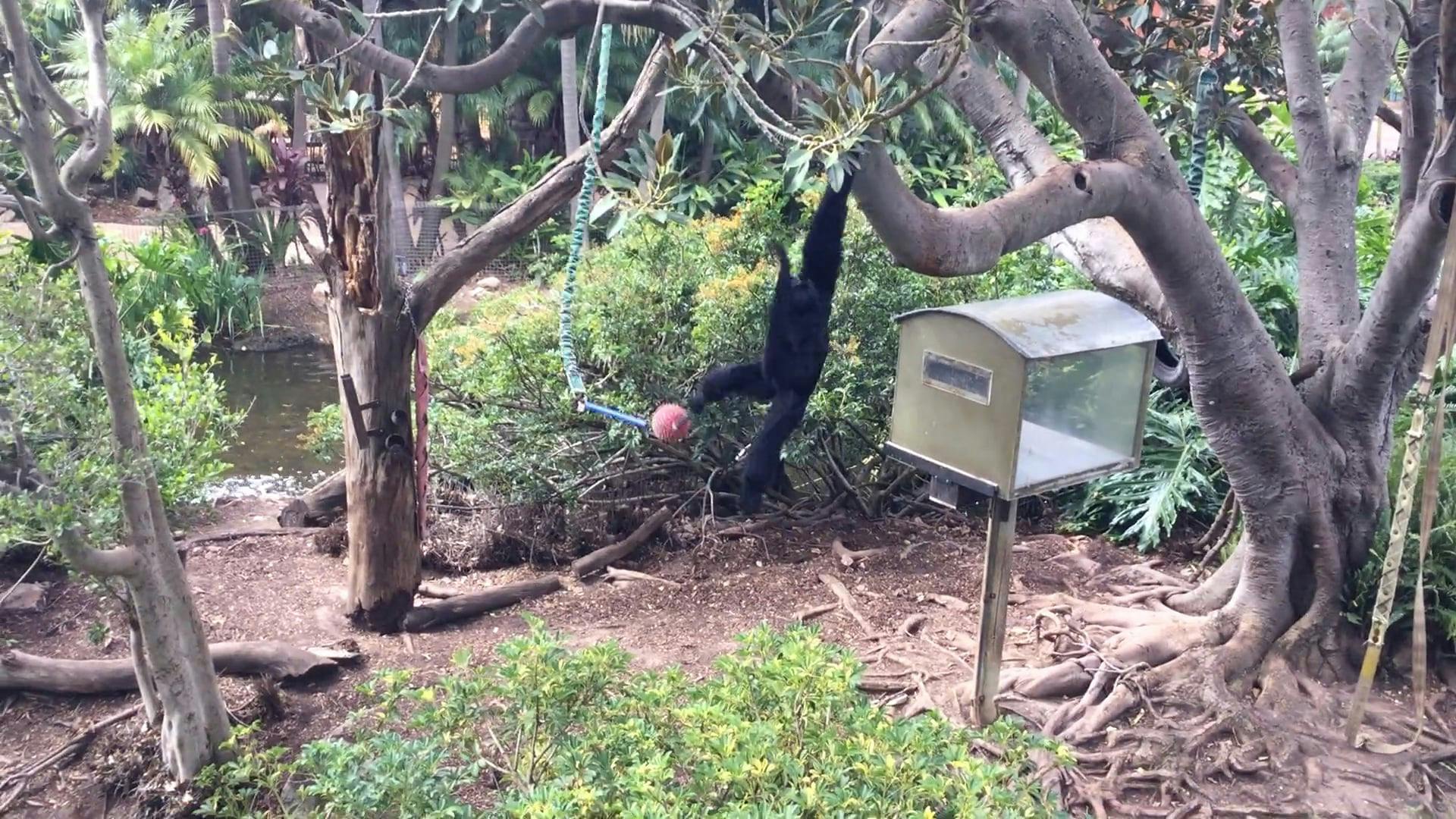 Zoo Animal Toys Videos, Download The BEST Free 4k Stock Video Footage ...