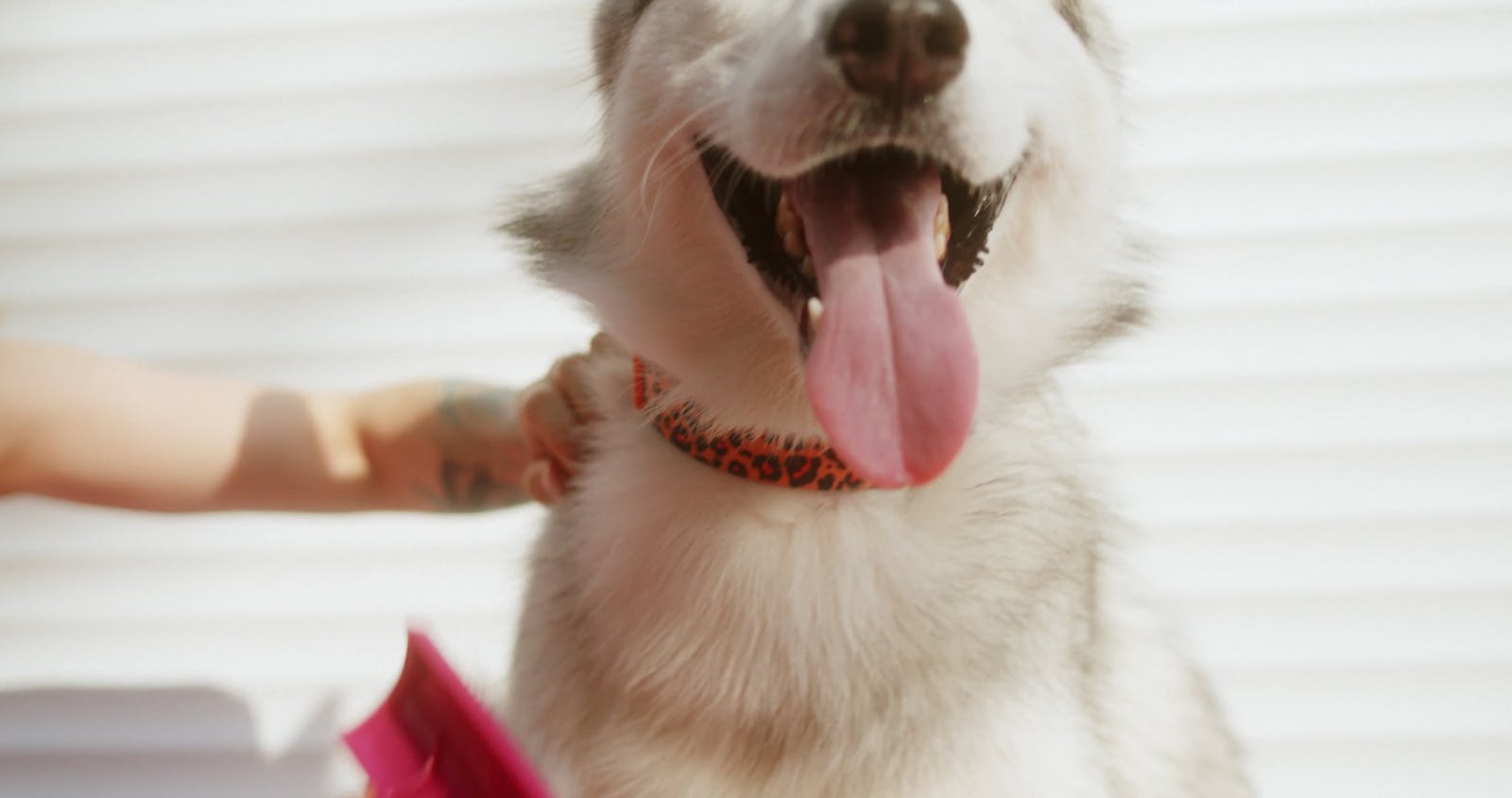 Dog Grooming Videos, Download The BEST Free 4k Stock Video Footage ...