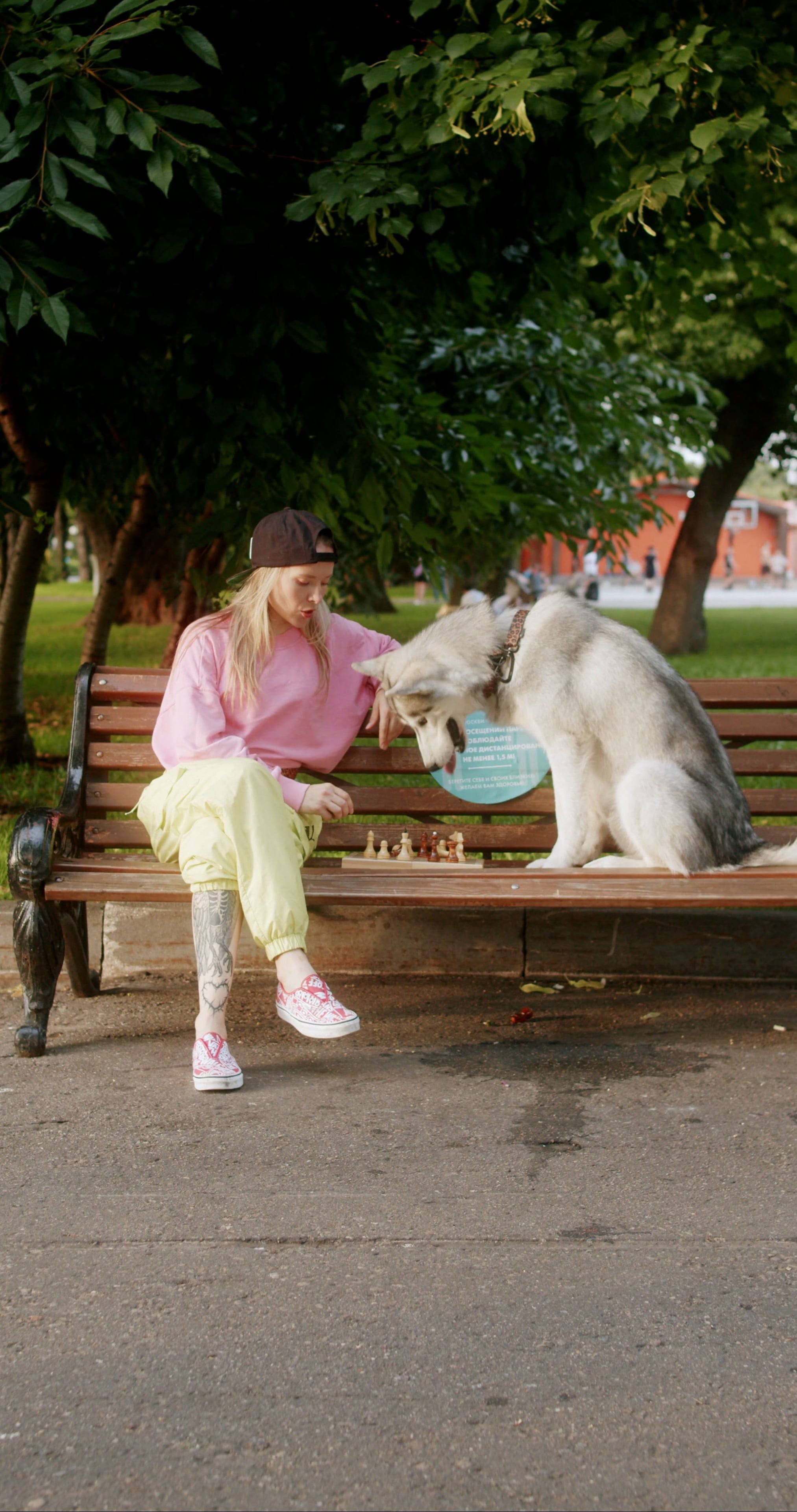 Dogs Learning Behaviors Videos, Download The BEST Free 4k Stock Video ...
