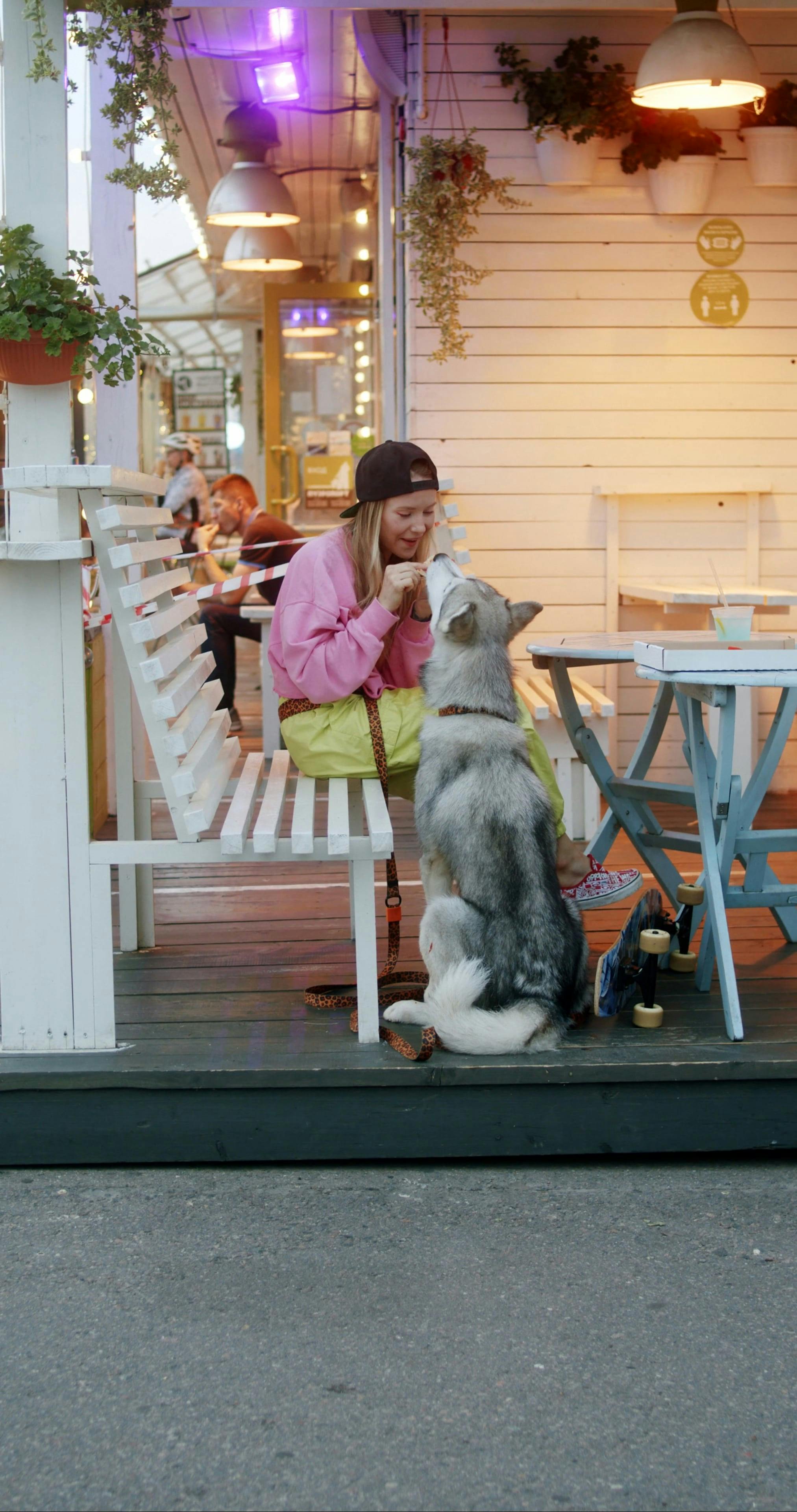 Husky Dog Videos, Download The BEST Free 4k Stock Video Footage & Husky ...