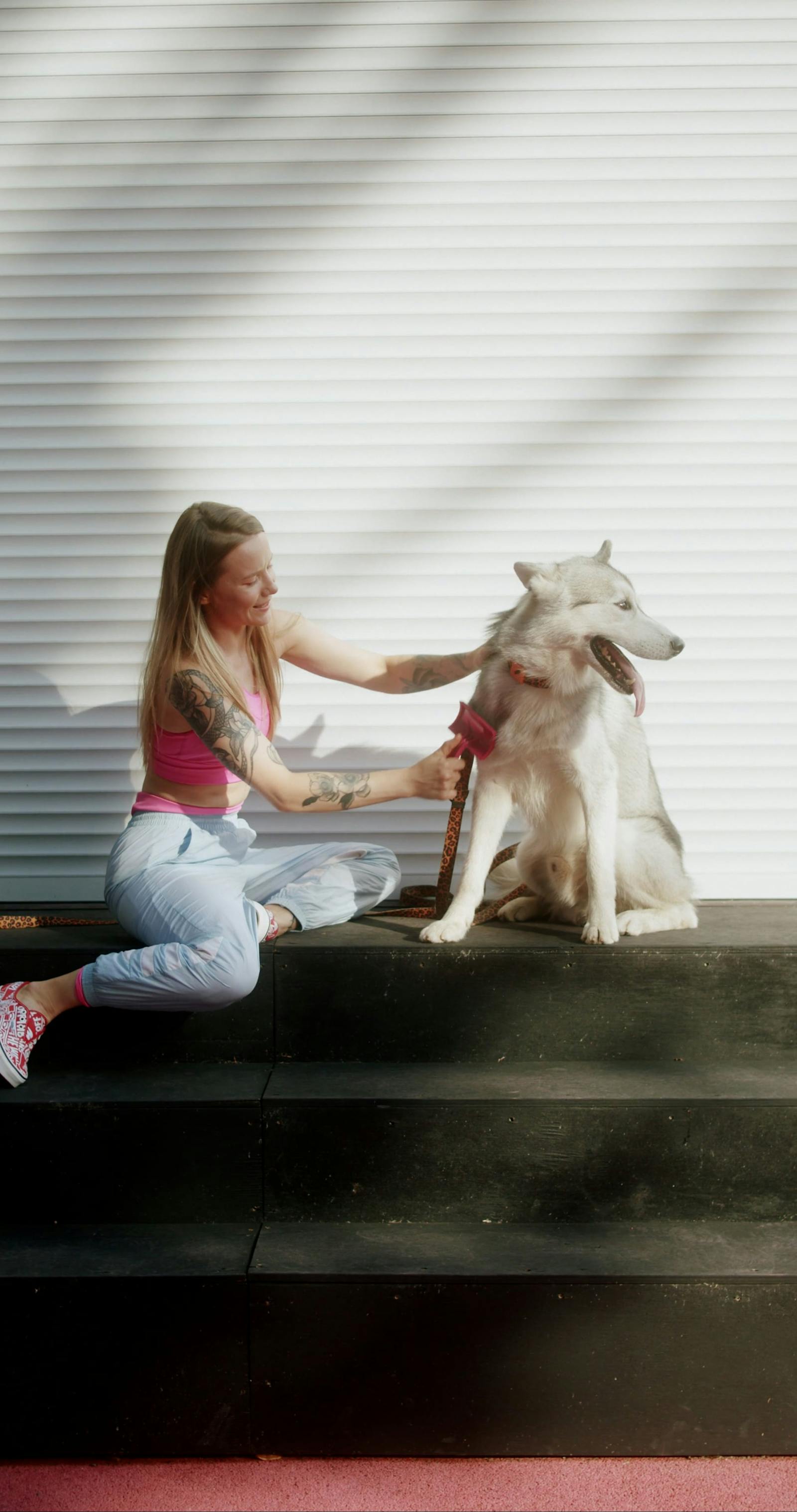 Dog Grooming Videos, Download The BEST Free 4k Stock Video Footage ...