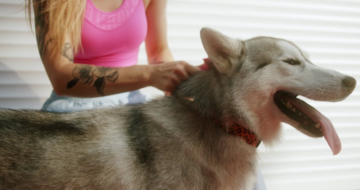 Dog Grooming Videos, Download The BEST Free 4k Stock Video Footage ...