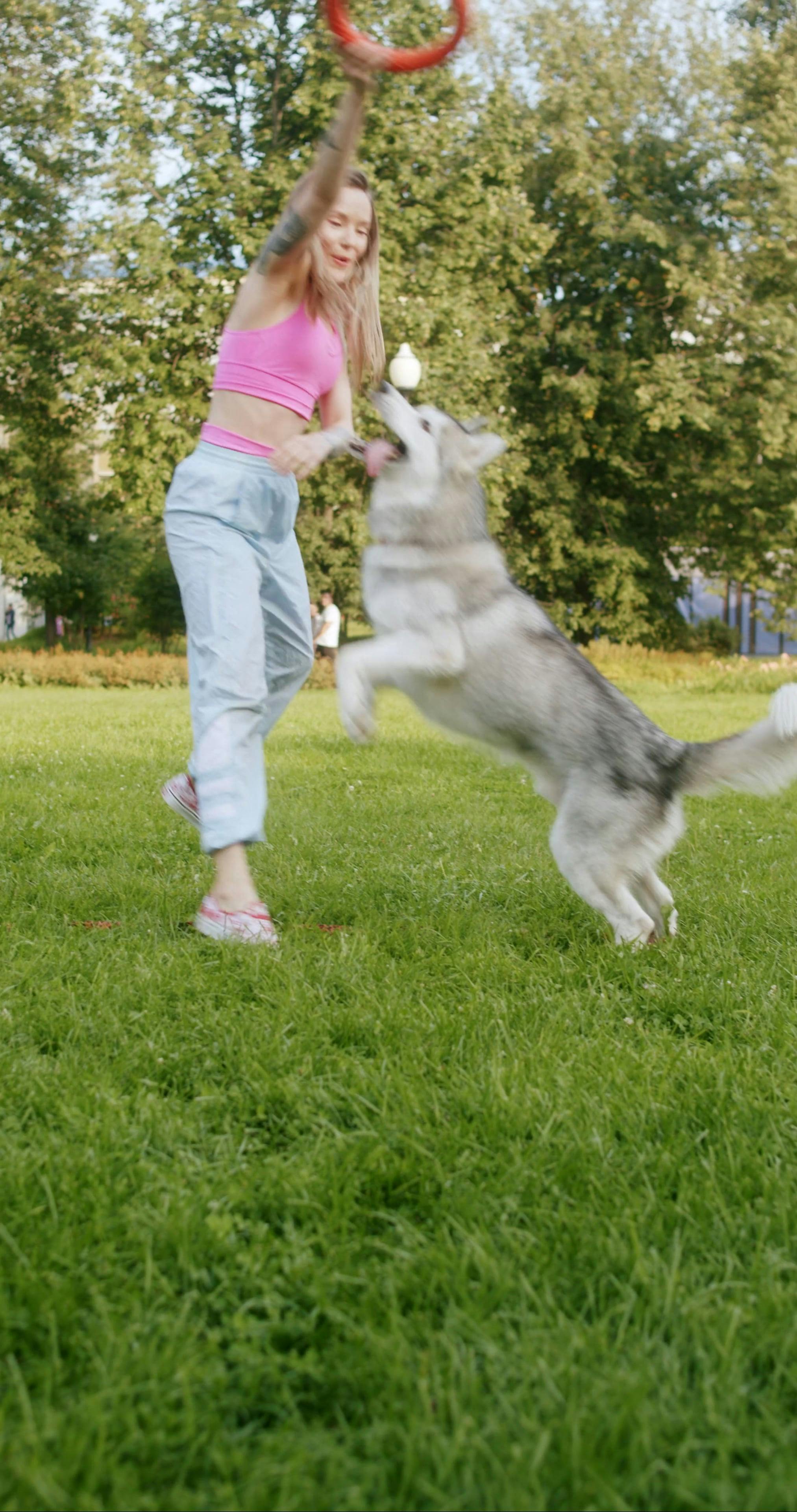 Siberian Husky Videos, Download The BEST Free 4k Stock Video Footage ...