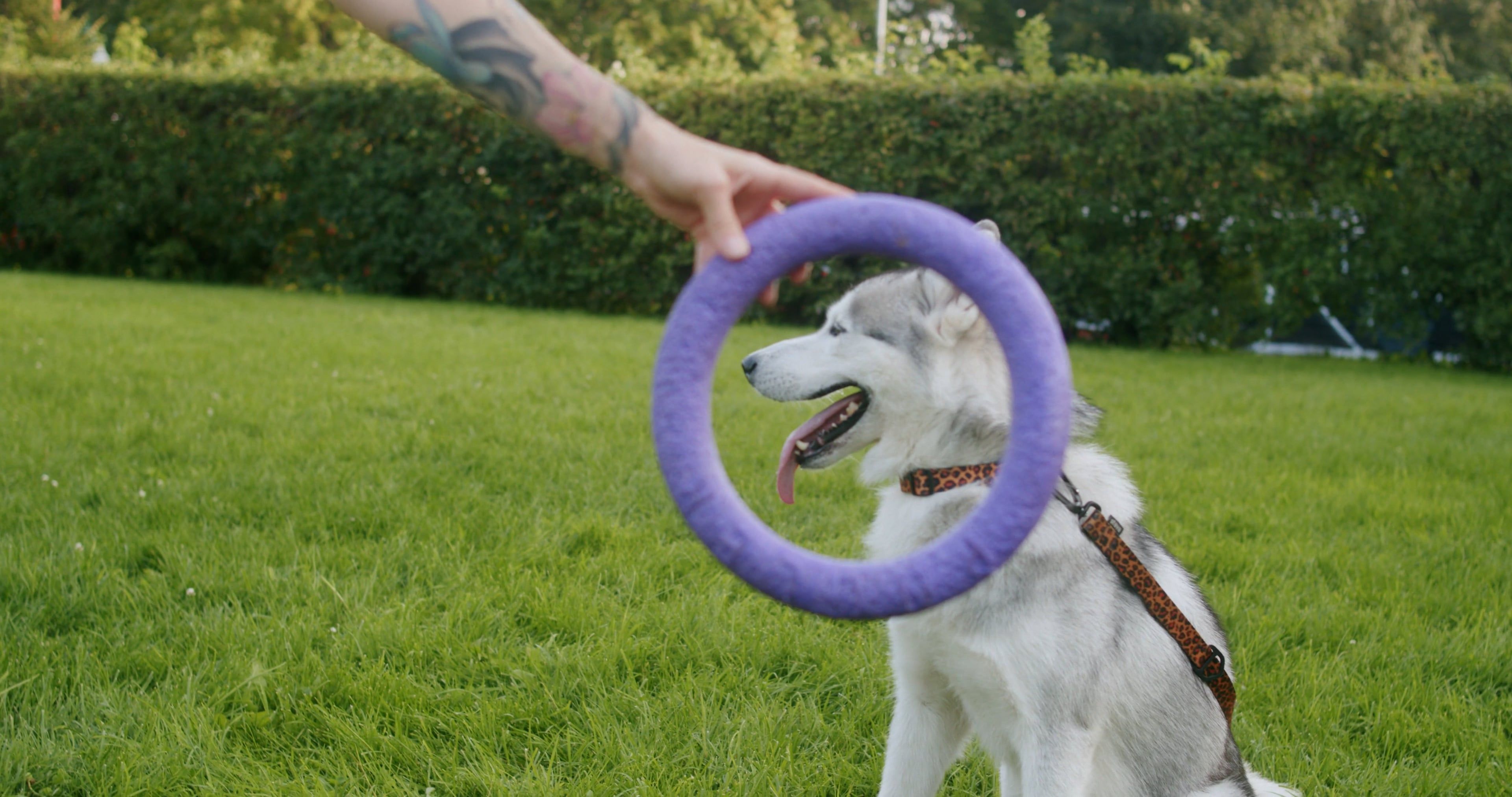 Dog Circle Videos, Download The BEST Free 4k Stock Video Footage & Dog ...