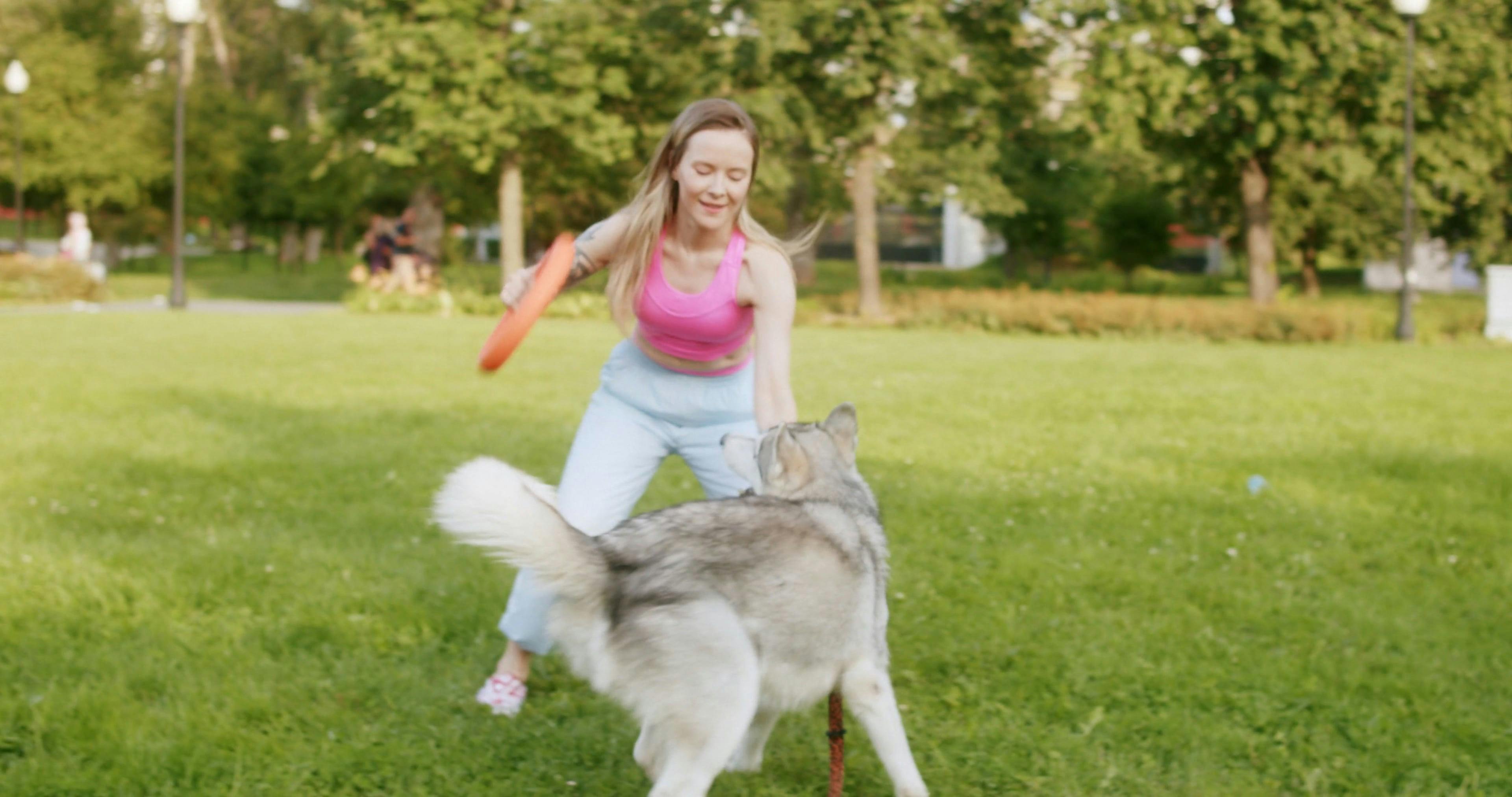 Canine Behavior Videos, Download The BEST Free 4k Stock Video Footage ...