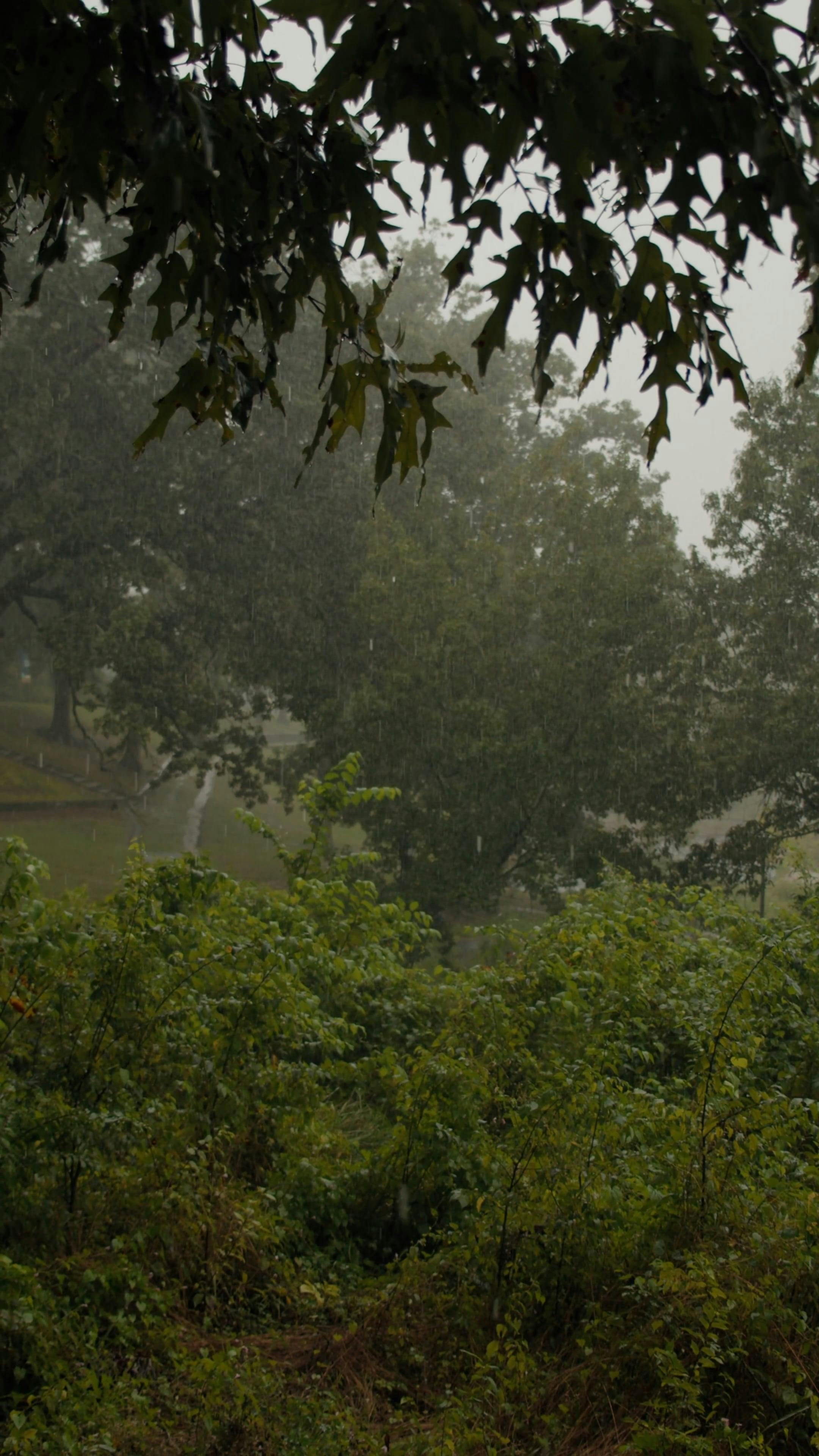 Landscape with trees during rain Free Stock Video Footage, Royalty-Free ...