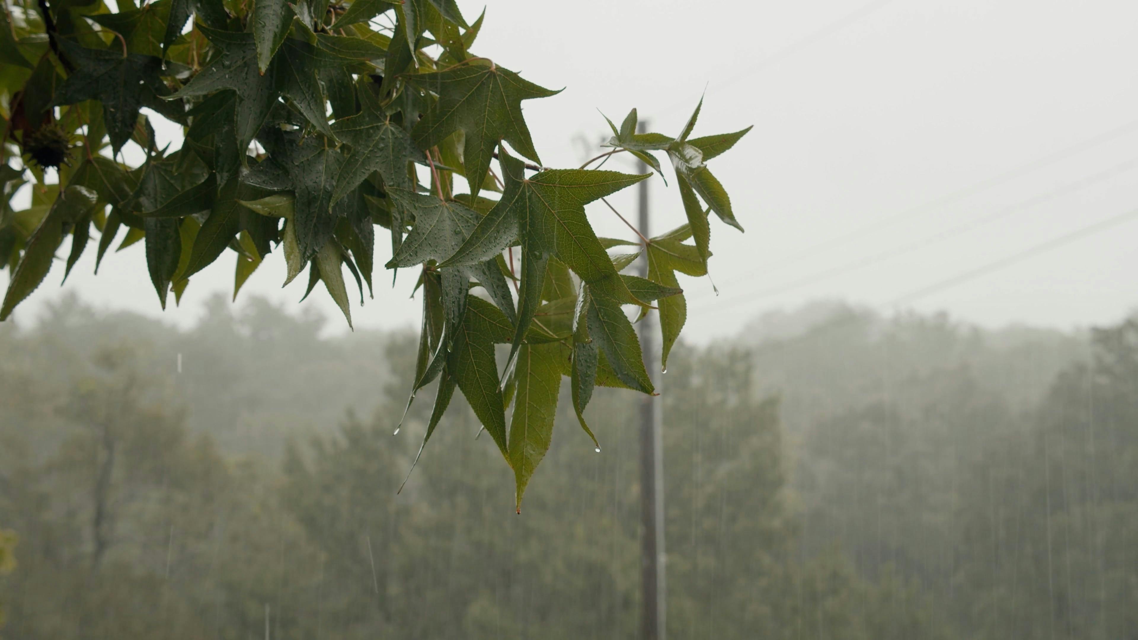 Landscape with trees during rain · Free Stock Video