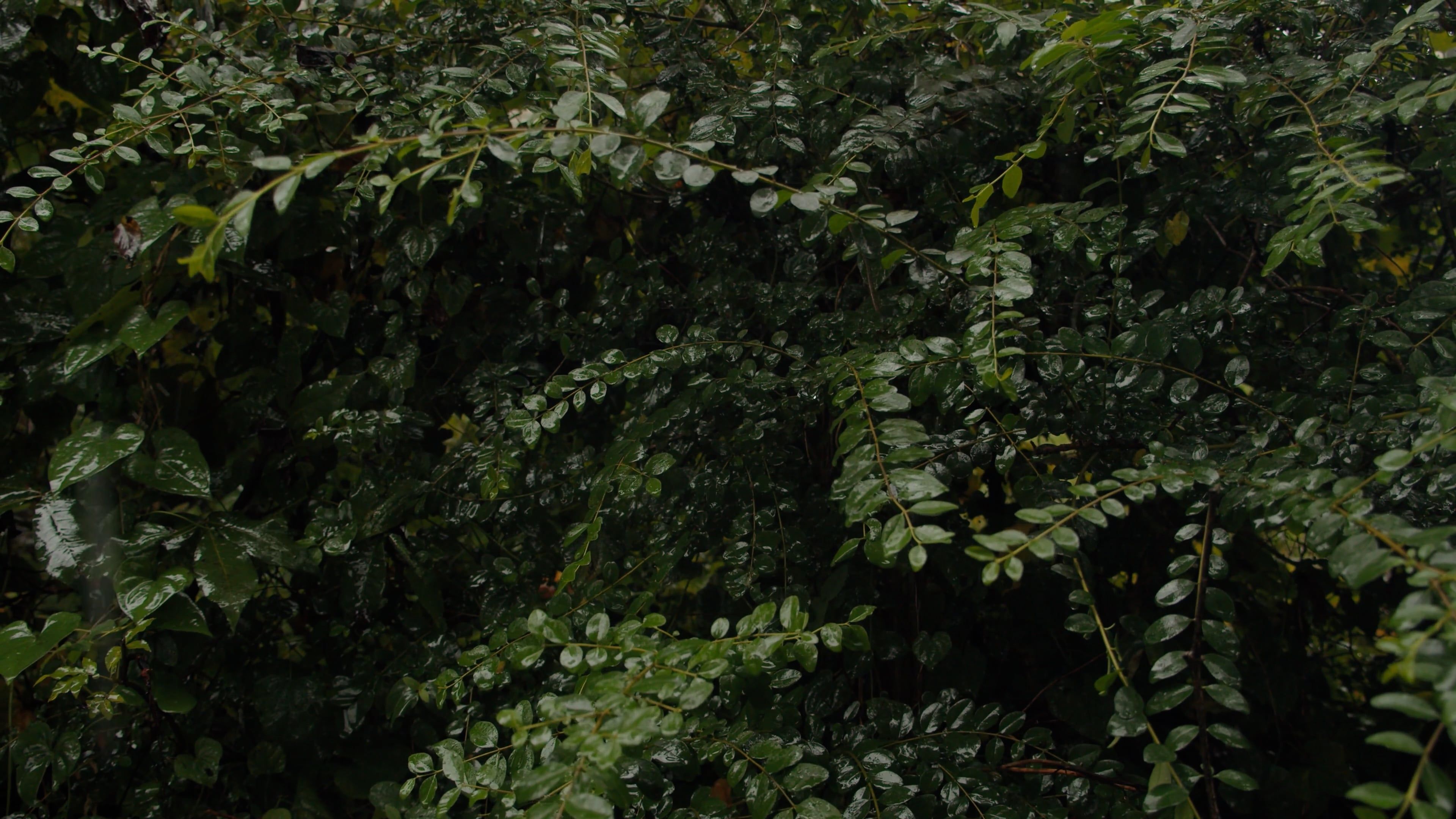 Landscape with trees during rain Free Stock Video Footage, Royalty-Free ...