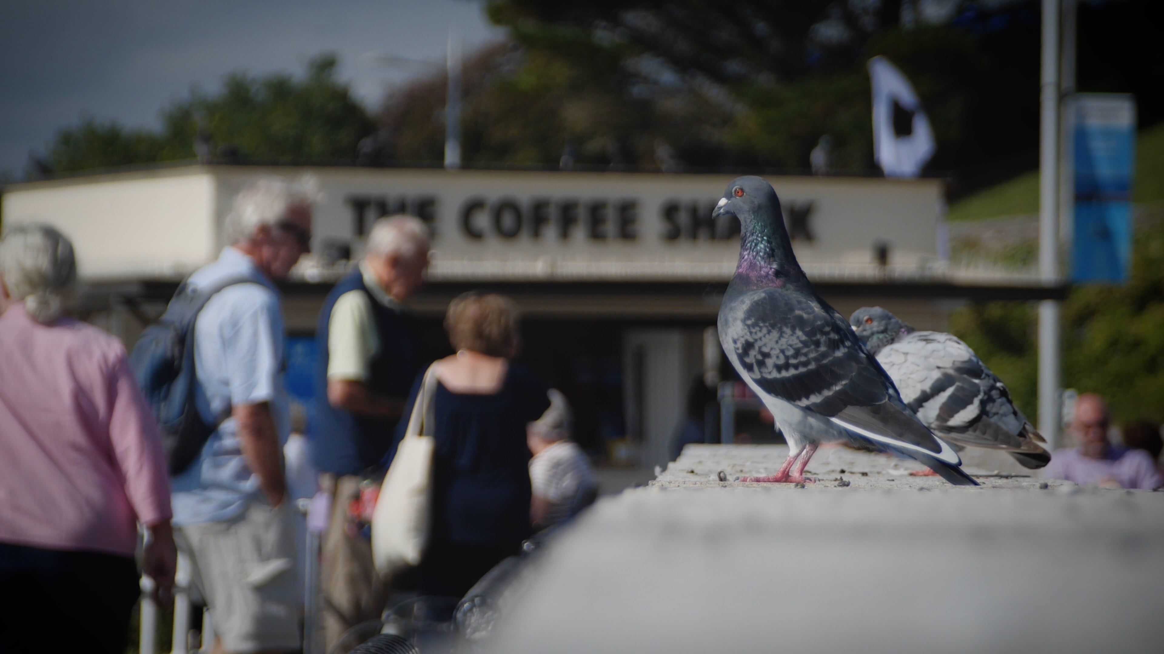 A Footage of Pigeons on a Crowded Place Free Stock Video Footage ...