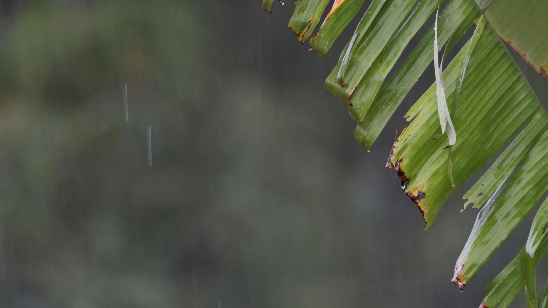 Landscape with trees during rain Free Stock Video Footage, Royalty-Free ...