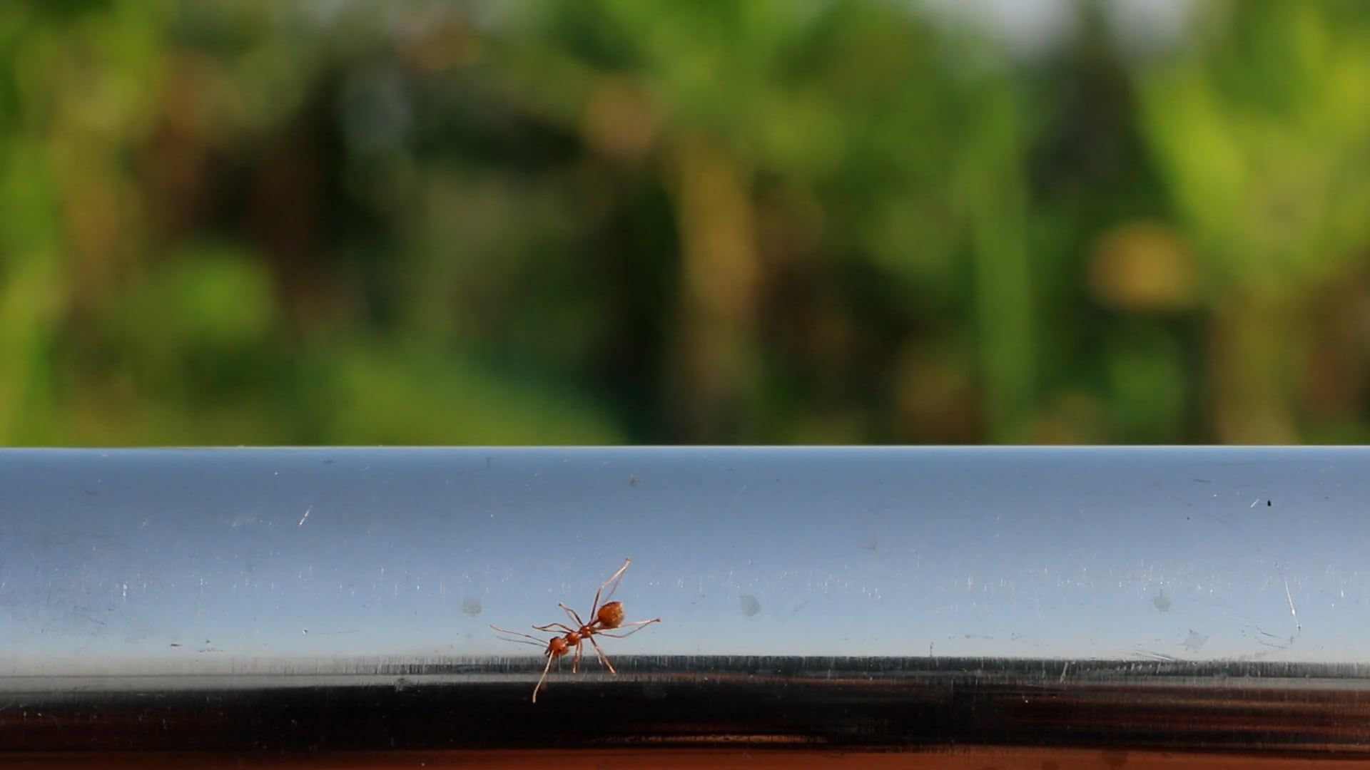 Red ants walking on metal object Free Stock Video Footage, Royalty-Free ...