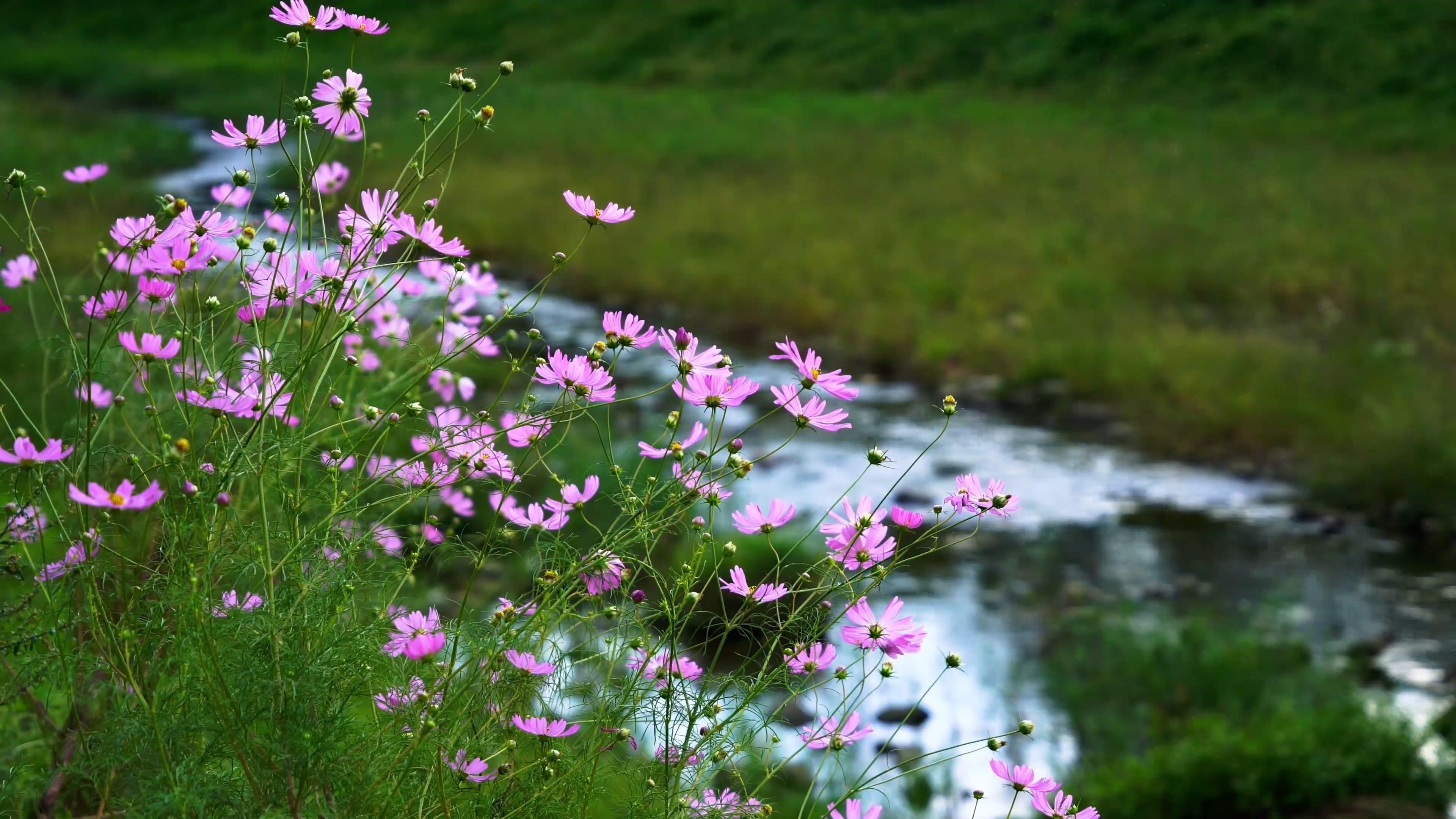 Close-up of pink flowers and stream Free Stock Video Footage, Royalty ...