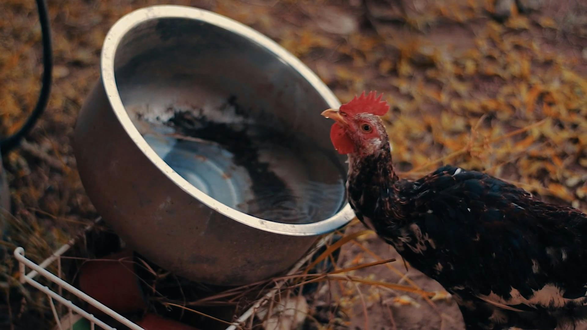 Rooster drinking water at farm Free Stock Video Footage, Royalty-Free ...