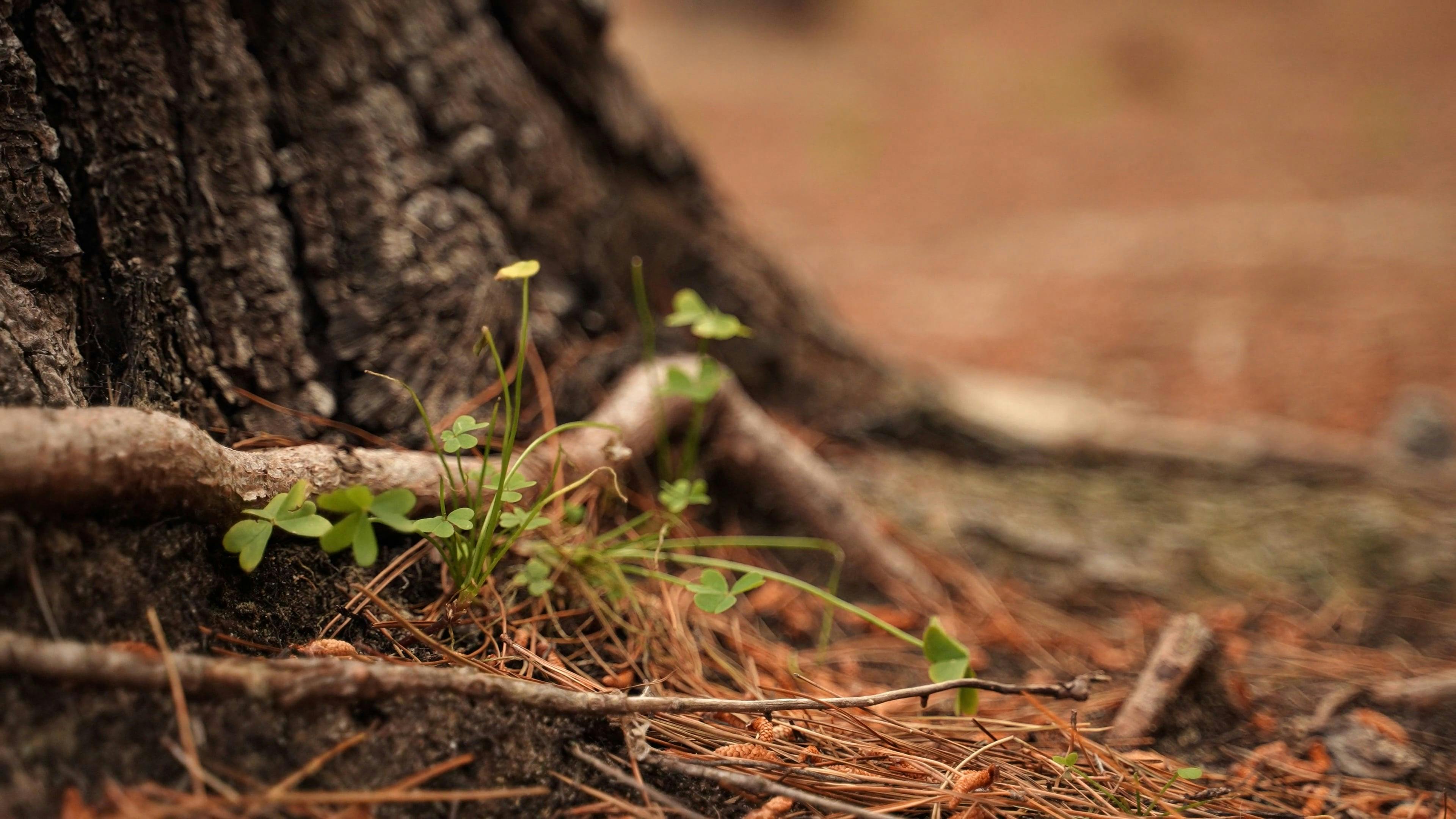 Clover Plant Growing on a Tree Root Free Stock Video Footage, Royalty ...