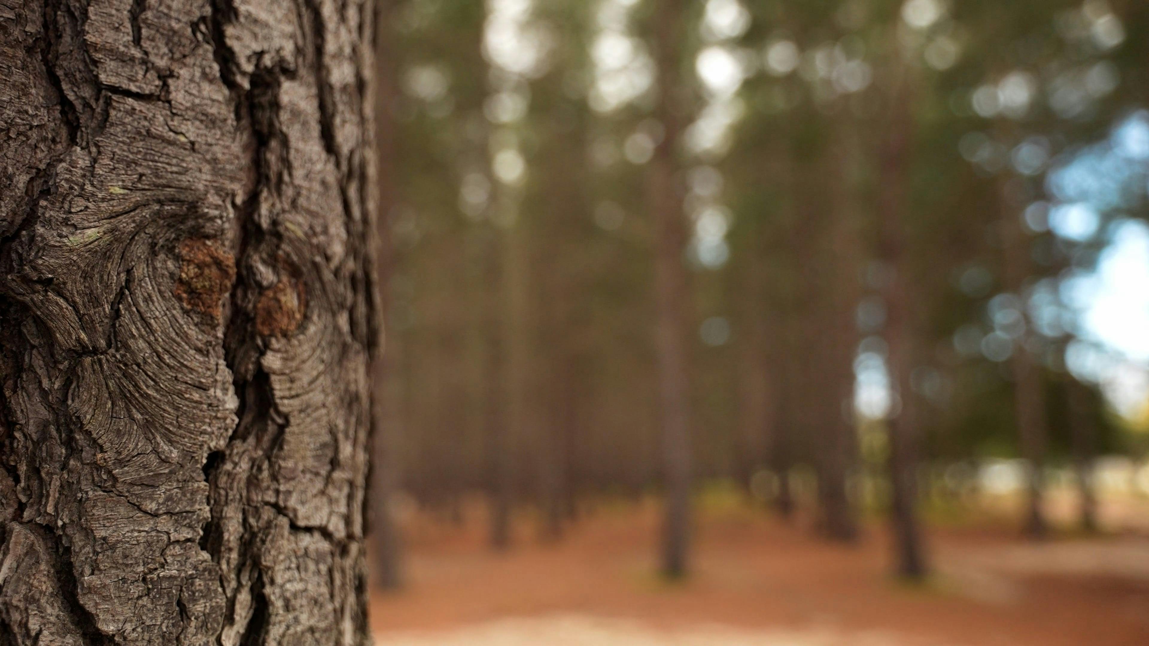 Forest Depth Videos, Download The BEST Free 4k Stock Video Footage ...