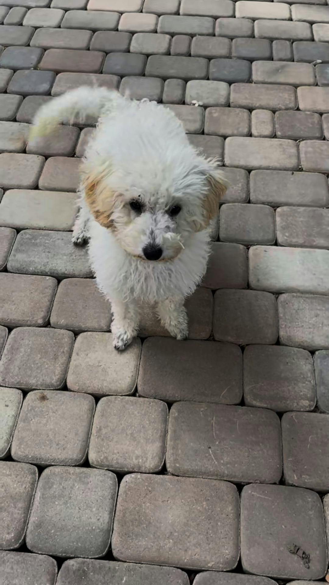 Cobbled Yard Videos, Download The BEST Free 4k Stock Video Footage ...