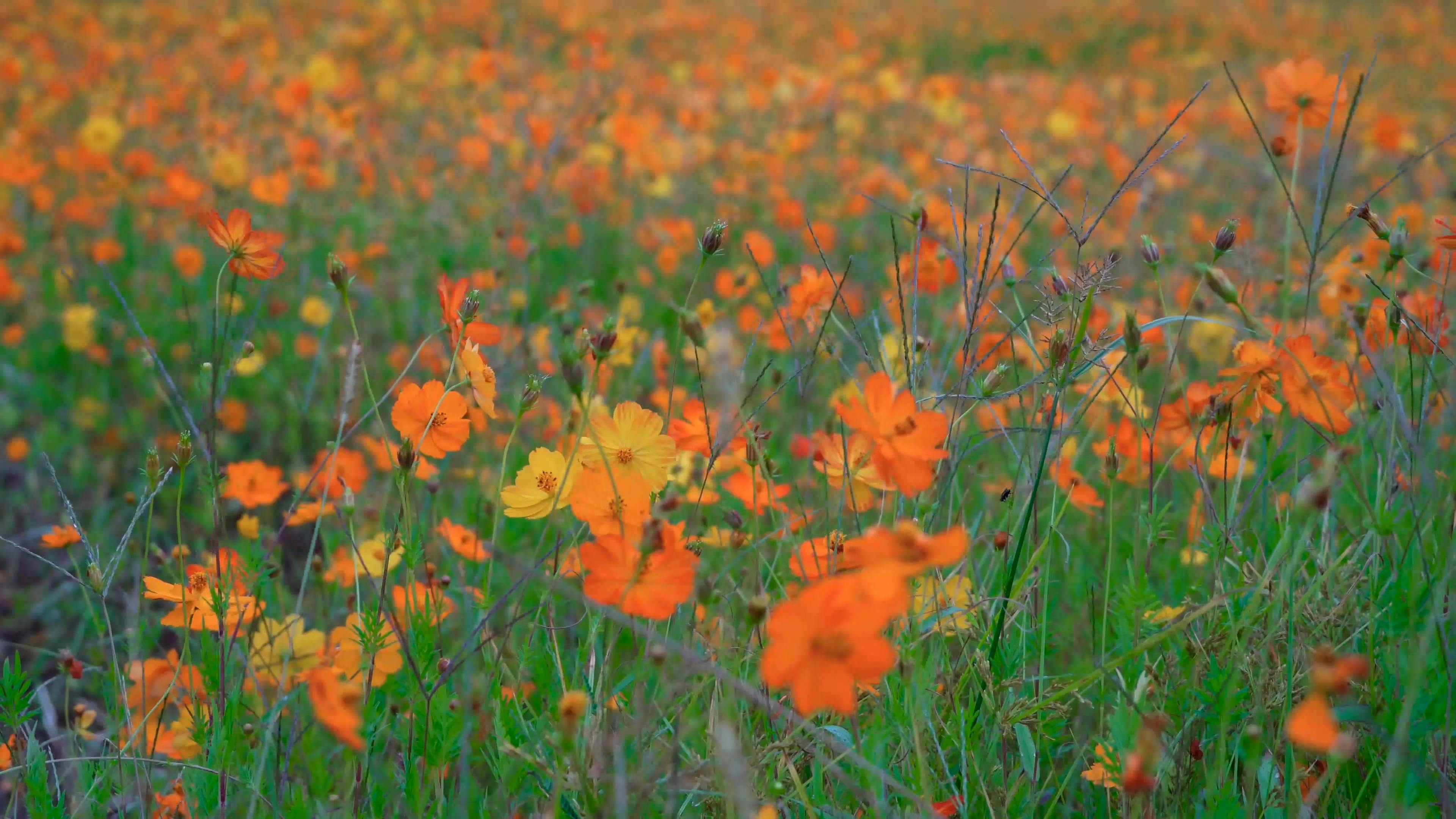 A Field of Cosmos Free Stock Video Footage, Royalty-Free 4K & HD Video Clip