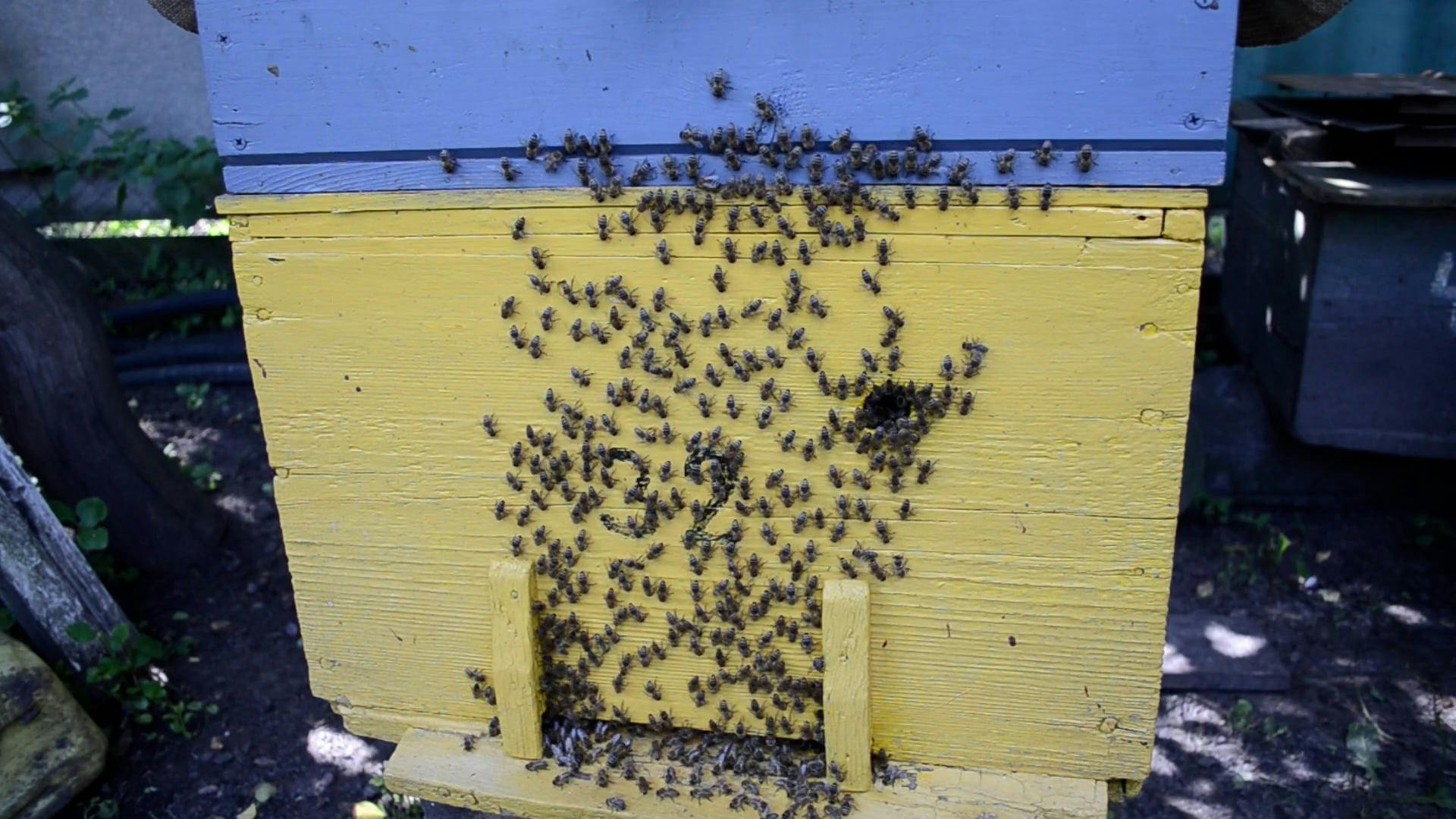 Bees outside hive Free Stock Video Footage, Royalty-Free 4K & HD Video Clip