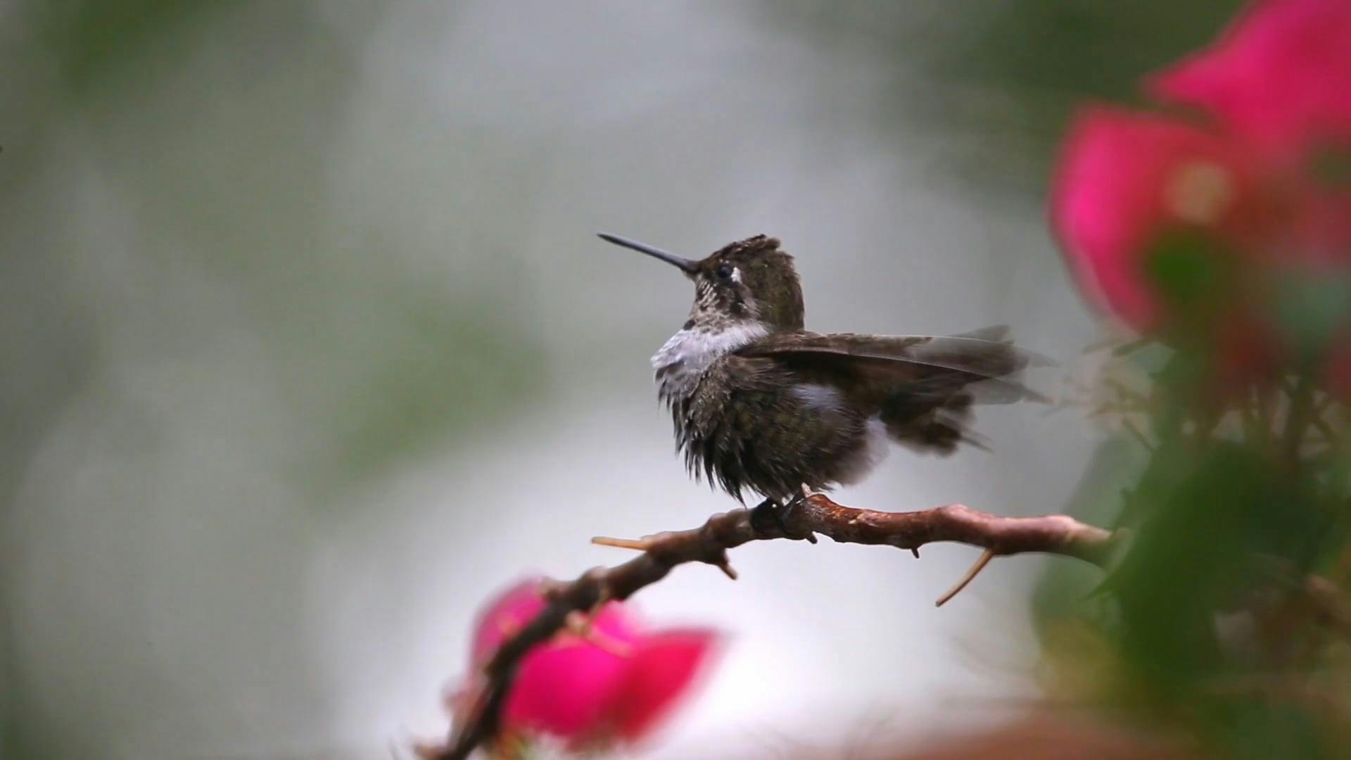 Hummingbird Perching During Rain Free Stock Video Footage, Royalty-Free ...