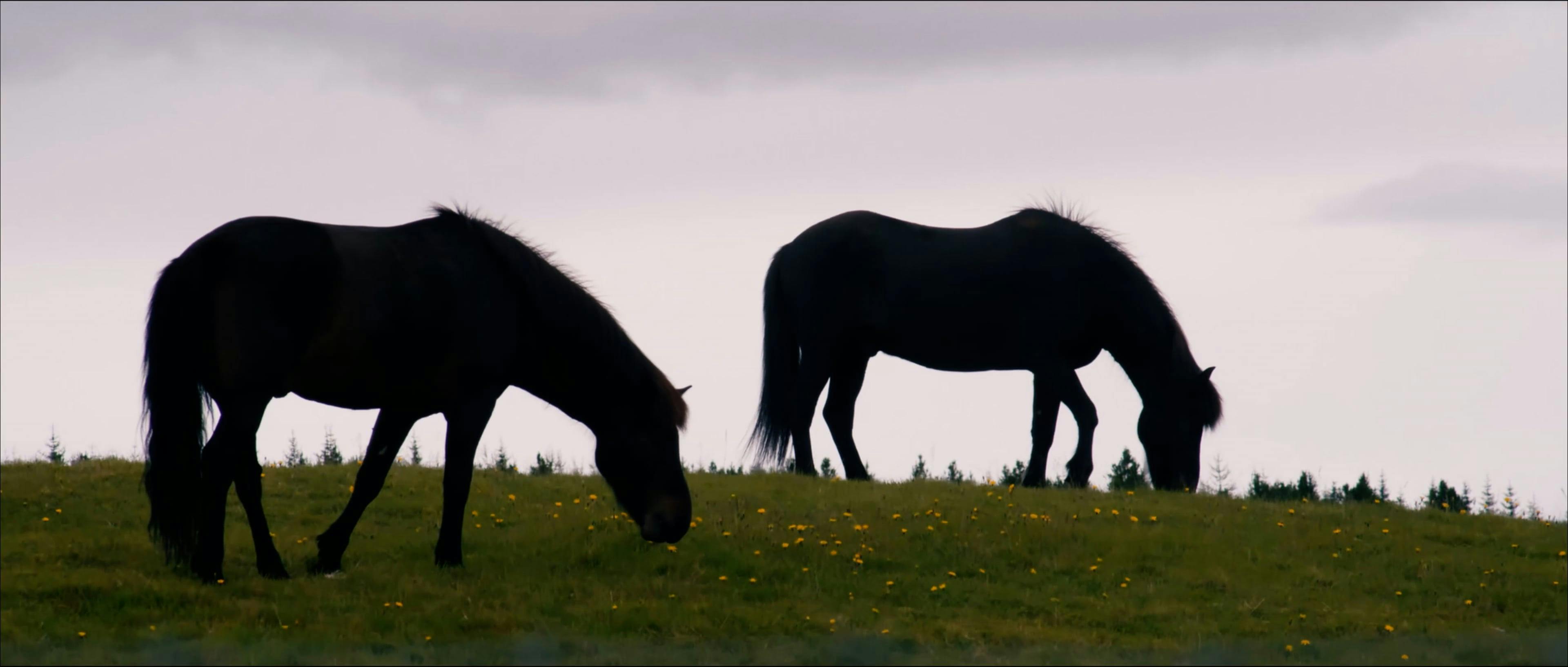 Large Horses Videos, Download The BEST Free 4k Stock Video Footage ...